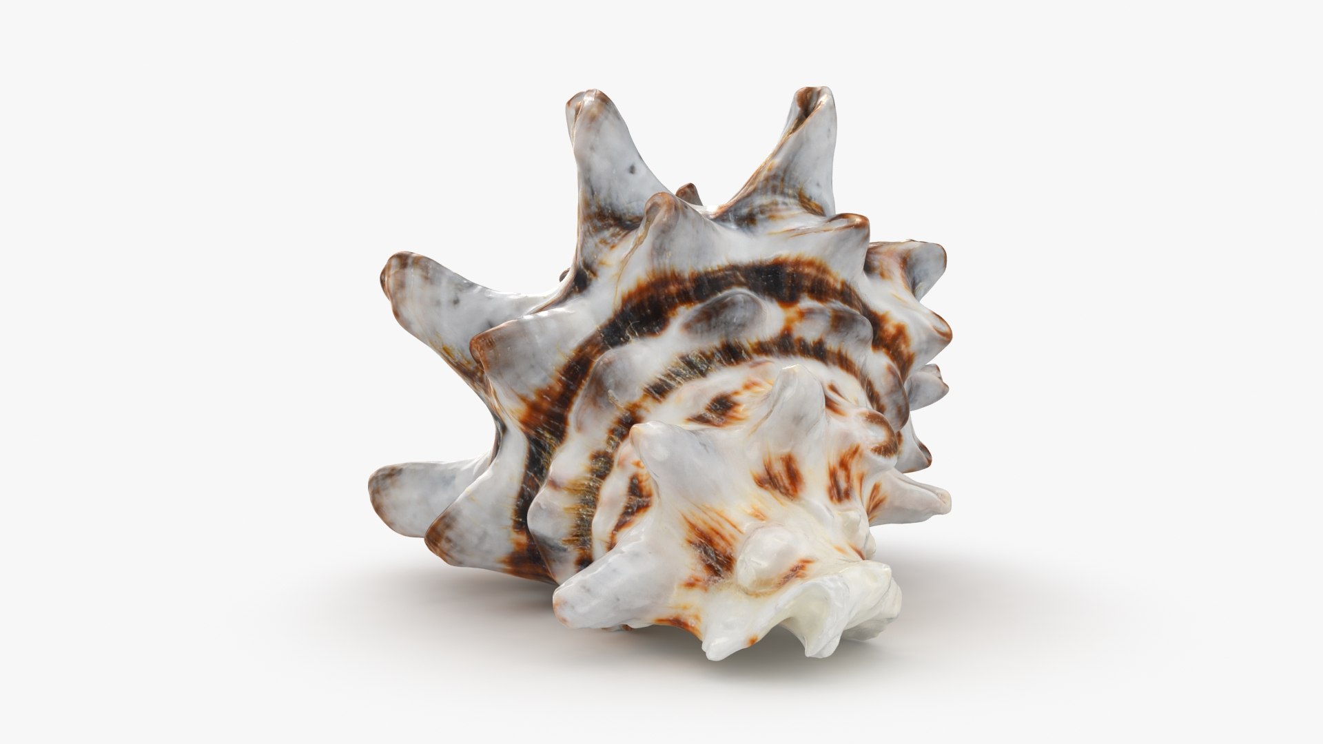 3D model Vasum Turbinellus - TurboSquid 2089430