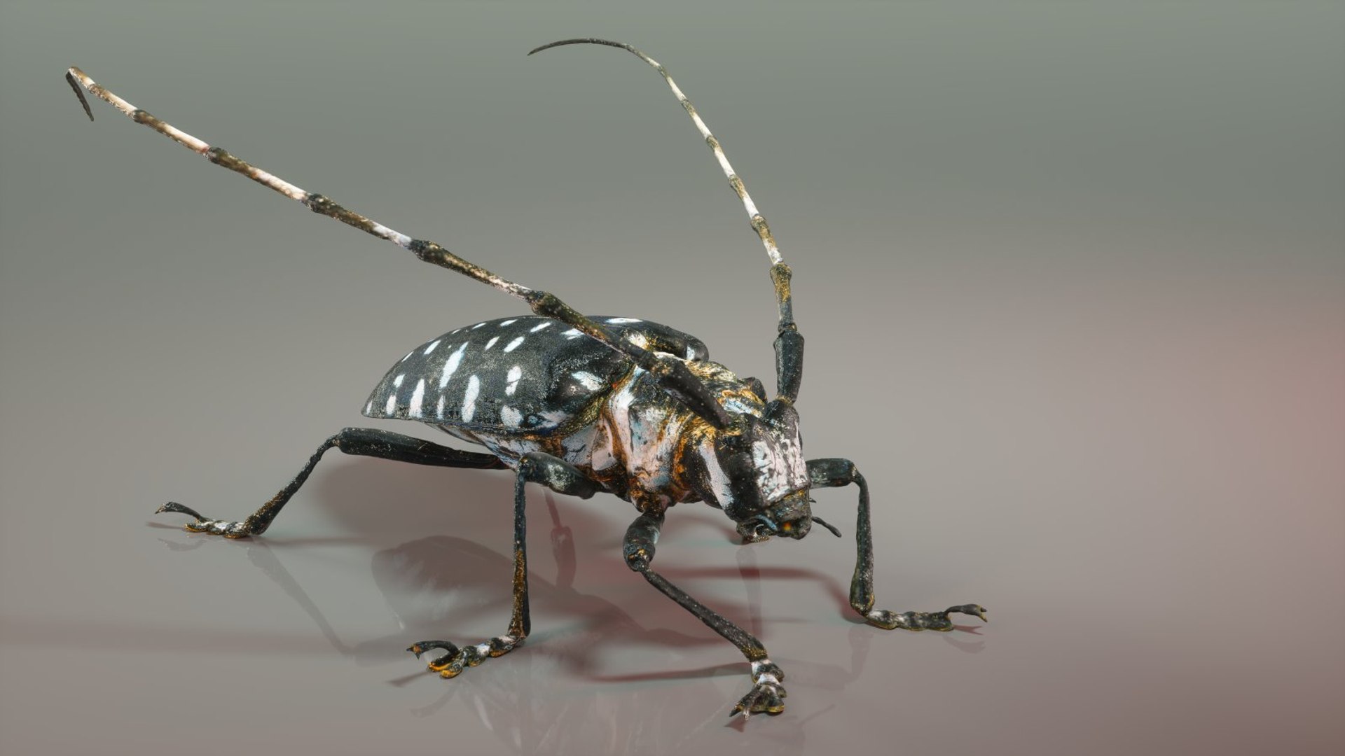 3d Model Insect Master