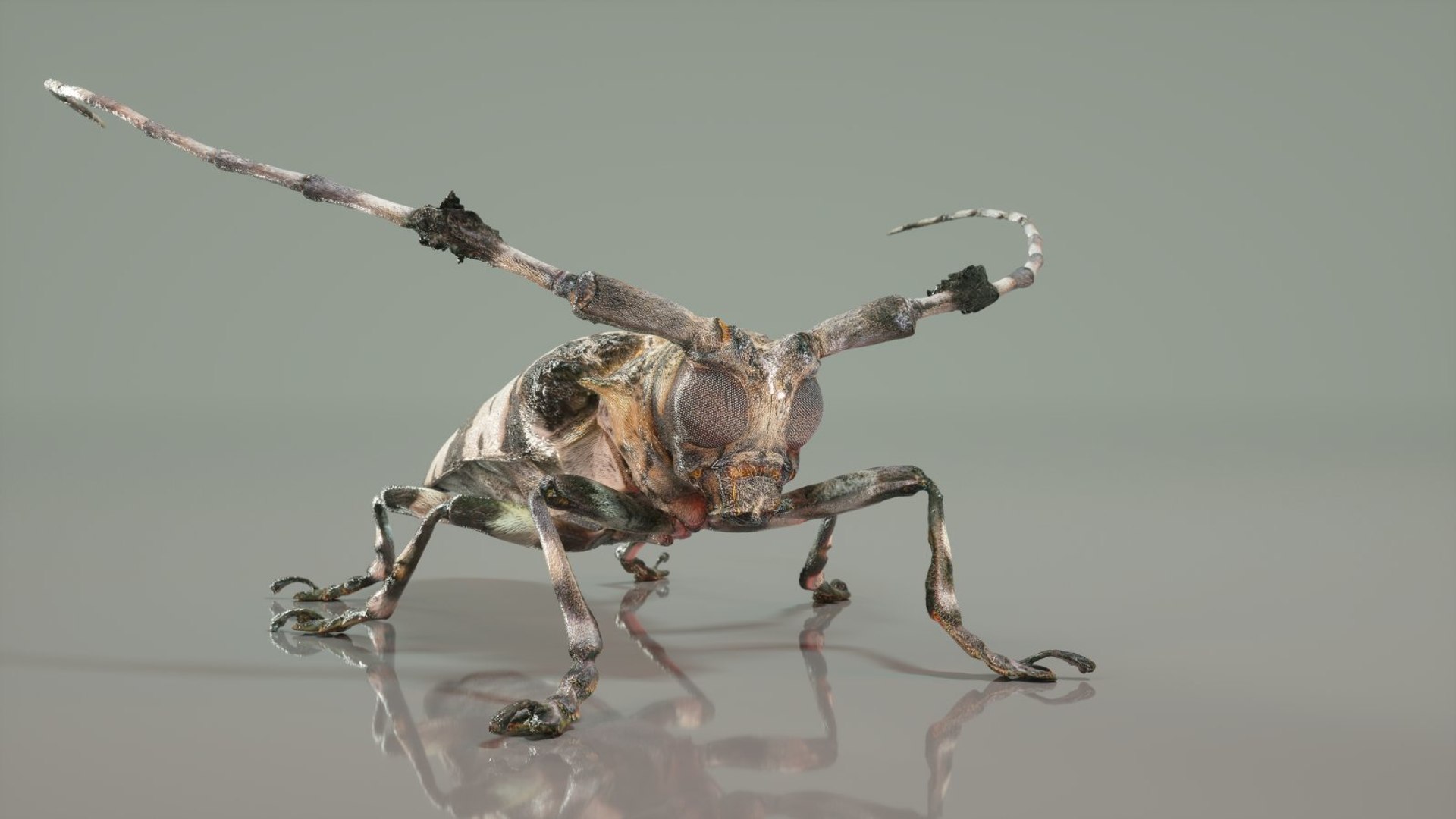 3d Model Insect Master