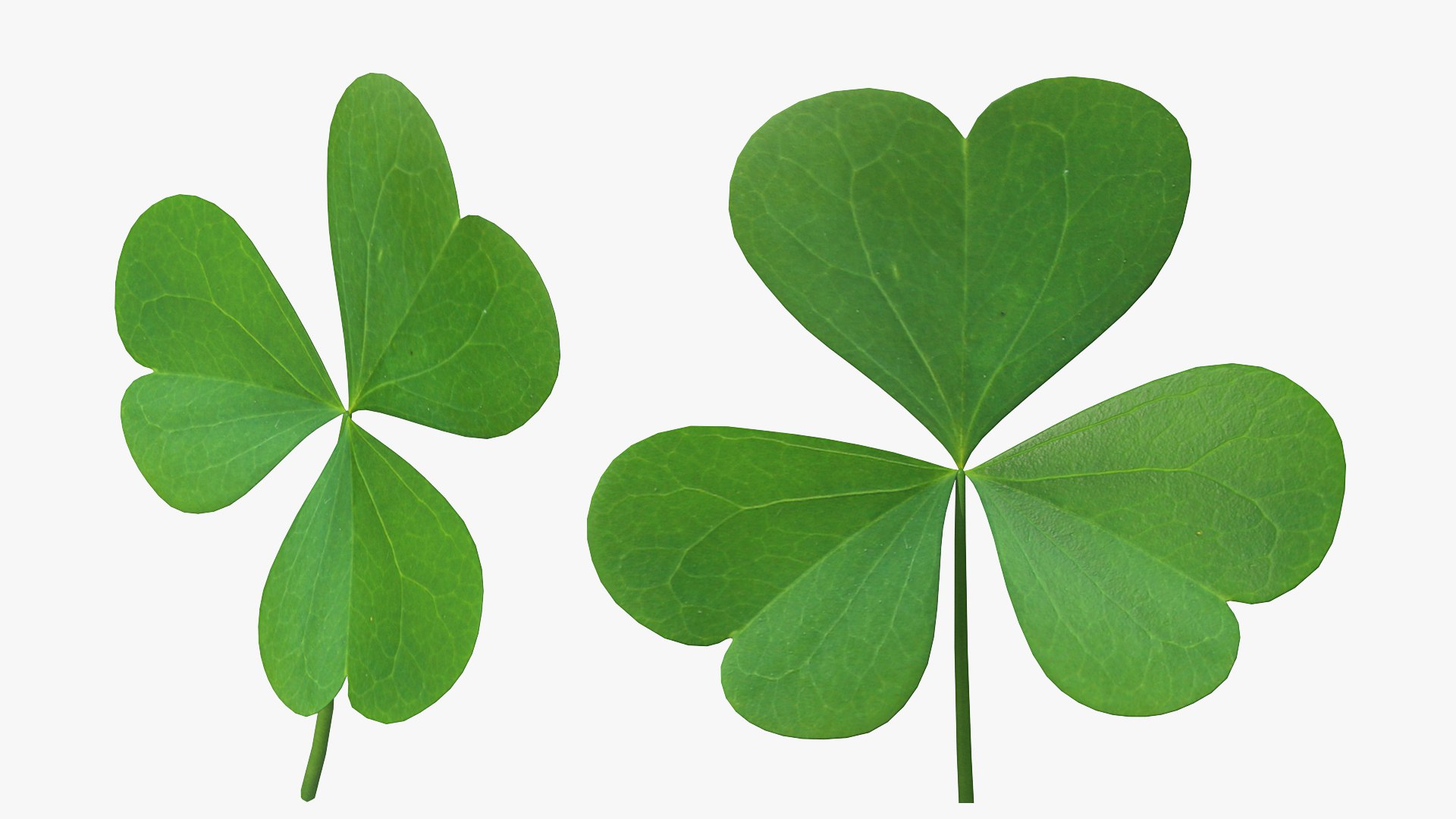 3D Leaf Clover Model - TurboSquid 1577719