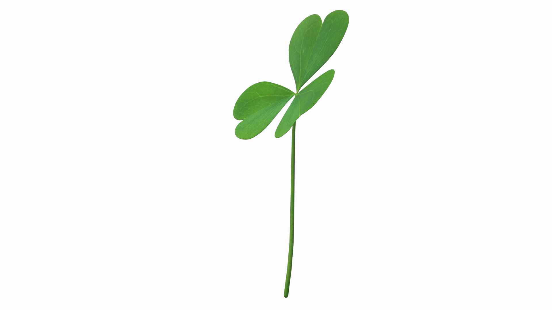 3D Leaf Clover Model - TurboSquid 1577719