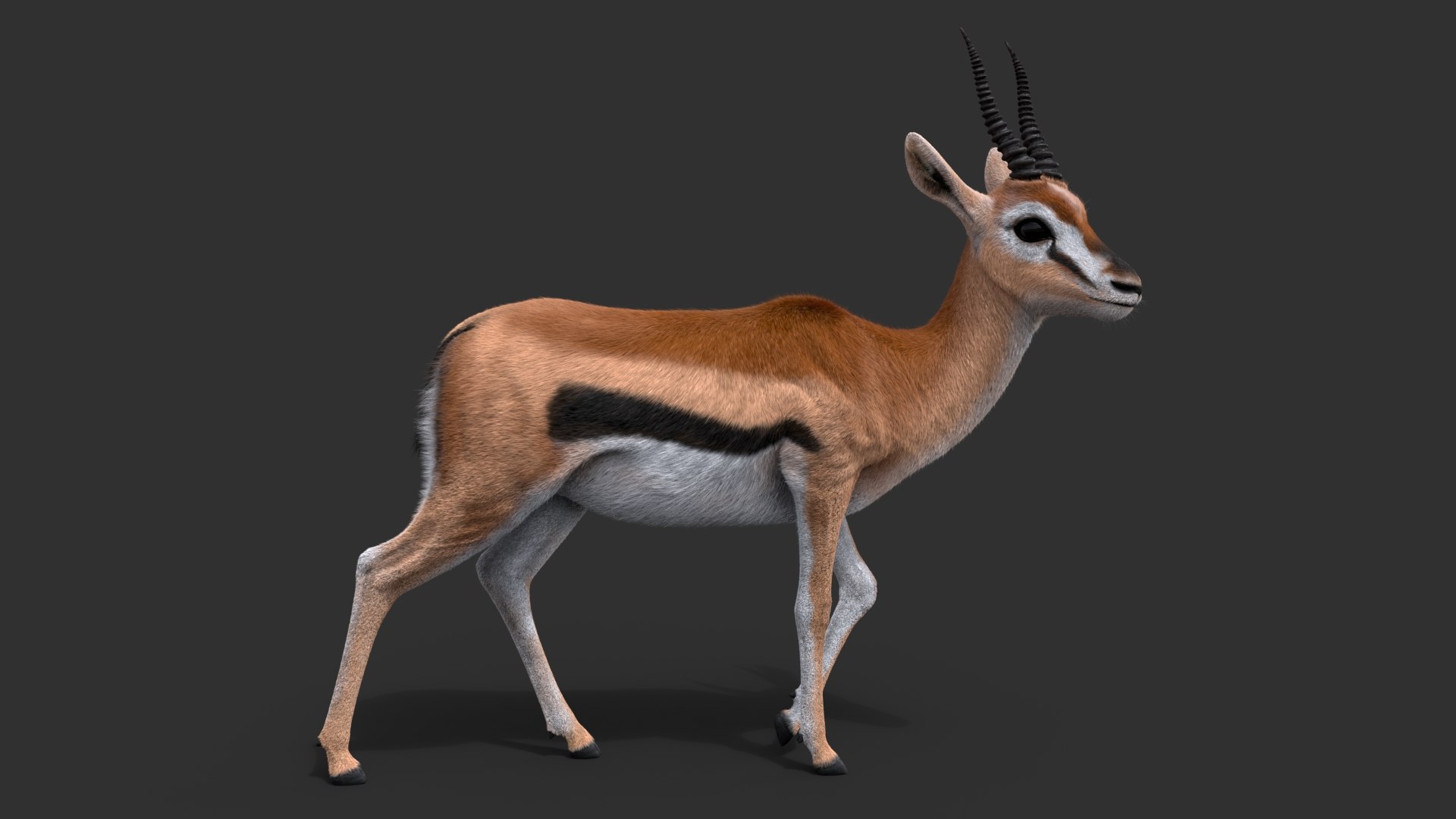 Gazelle 2 FUR Rigged 3D Model - TurboSquid 2292754