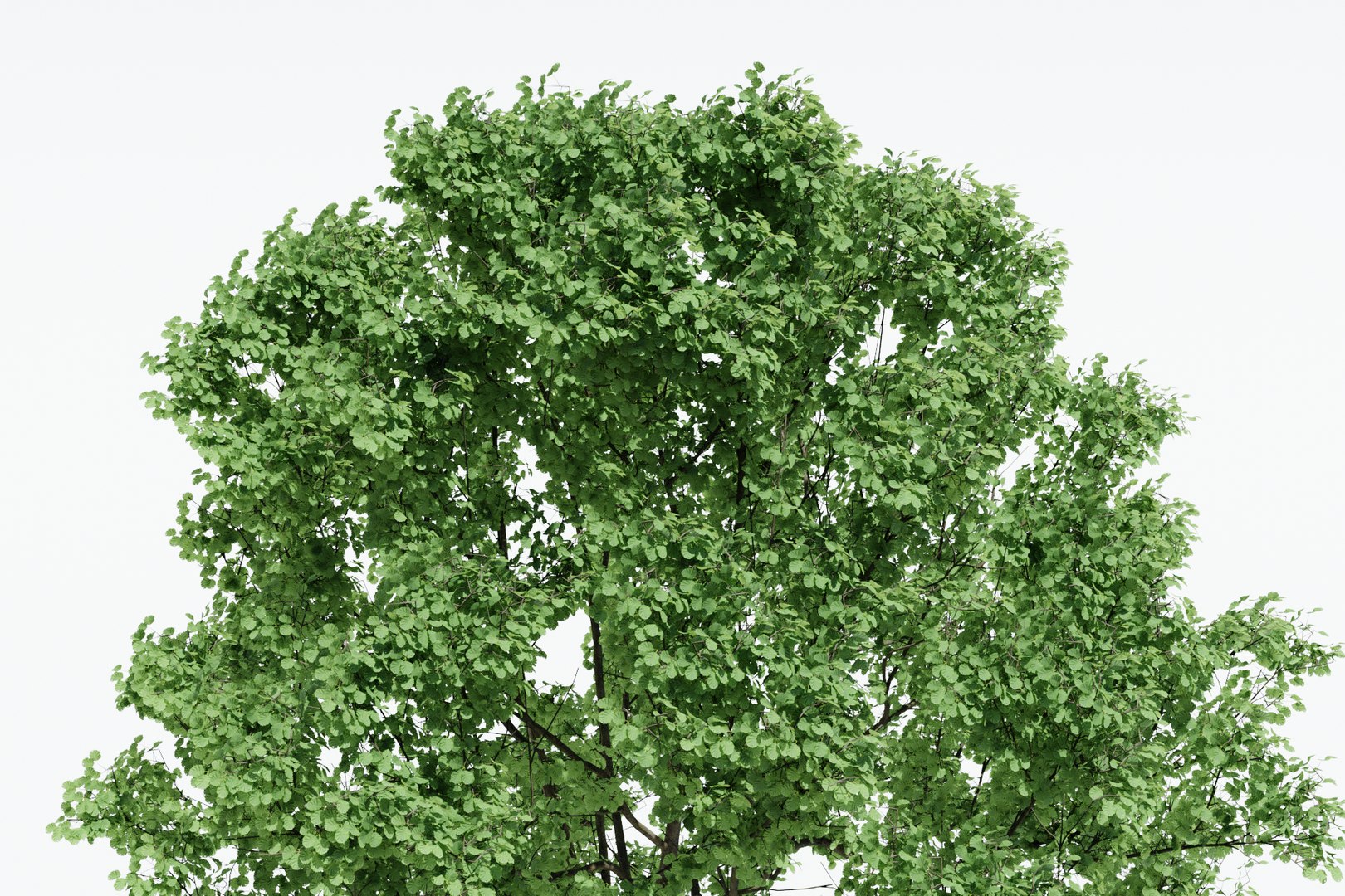 Tree Alder Model - TurboSquid 1609363