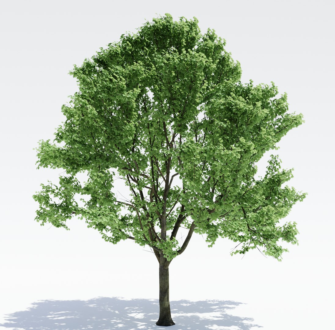 Tree Alder Model - TurboSquid 1609363