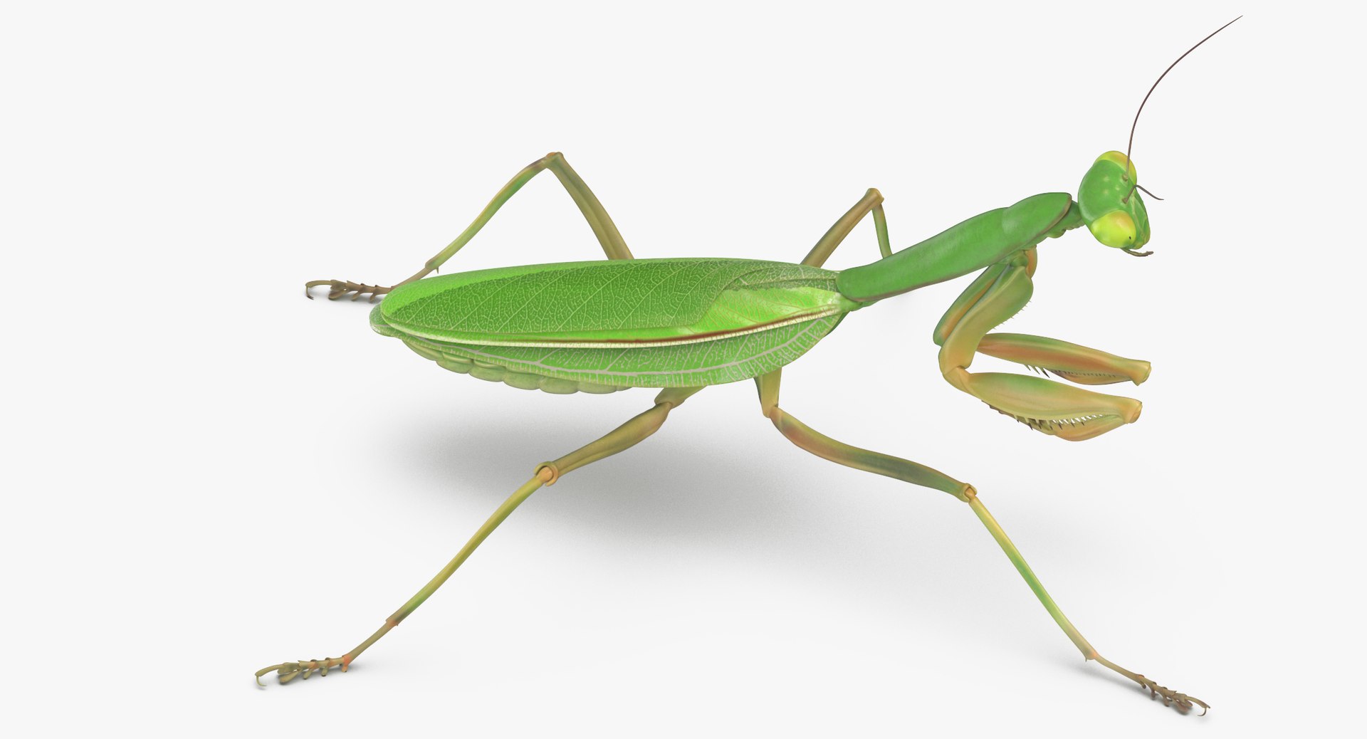 Praying Mantis Walking 3D Model - TurboSquid 1375530