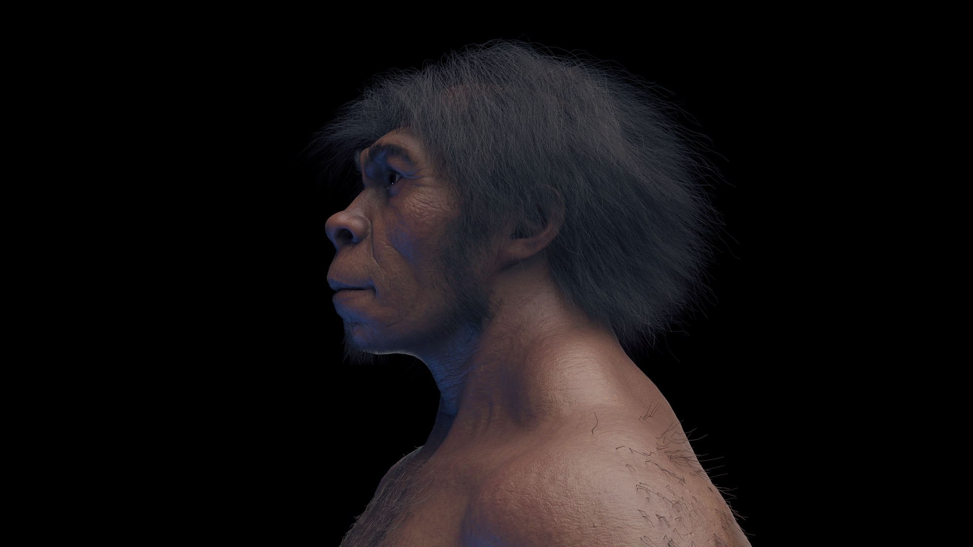 Homo Erectus Male Model - TurboSquid 2099559