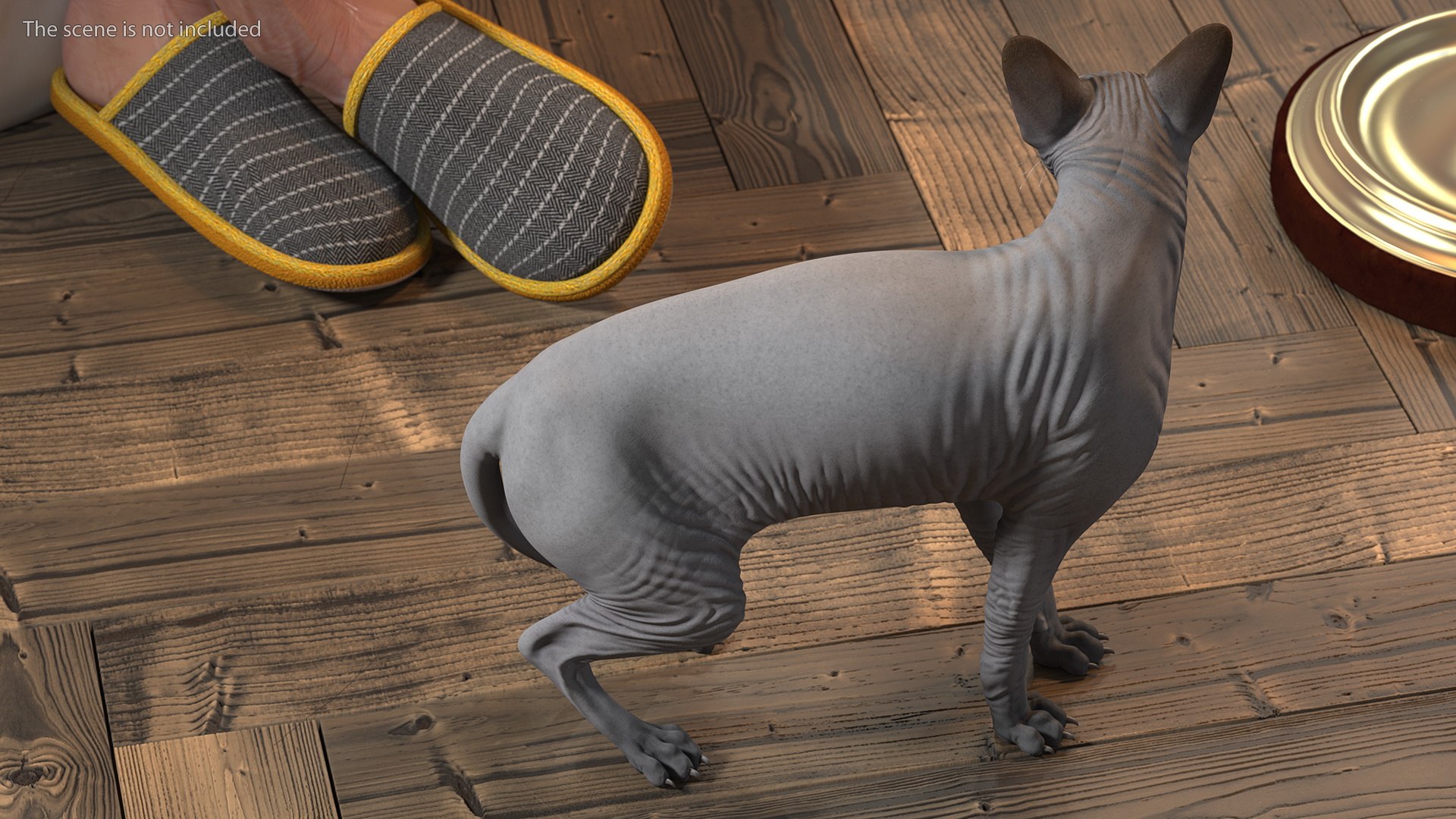 3D Sphynx Cat Solid Color Model - TurboSquid 1657482