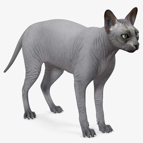 3D sphynx cat solid color model - TurboSquid 1657482