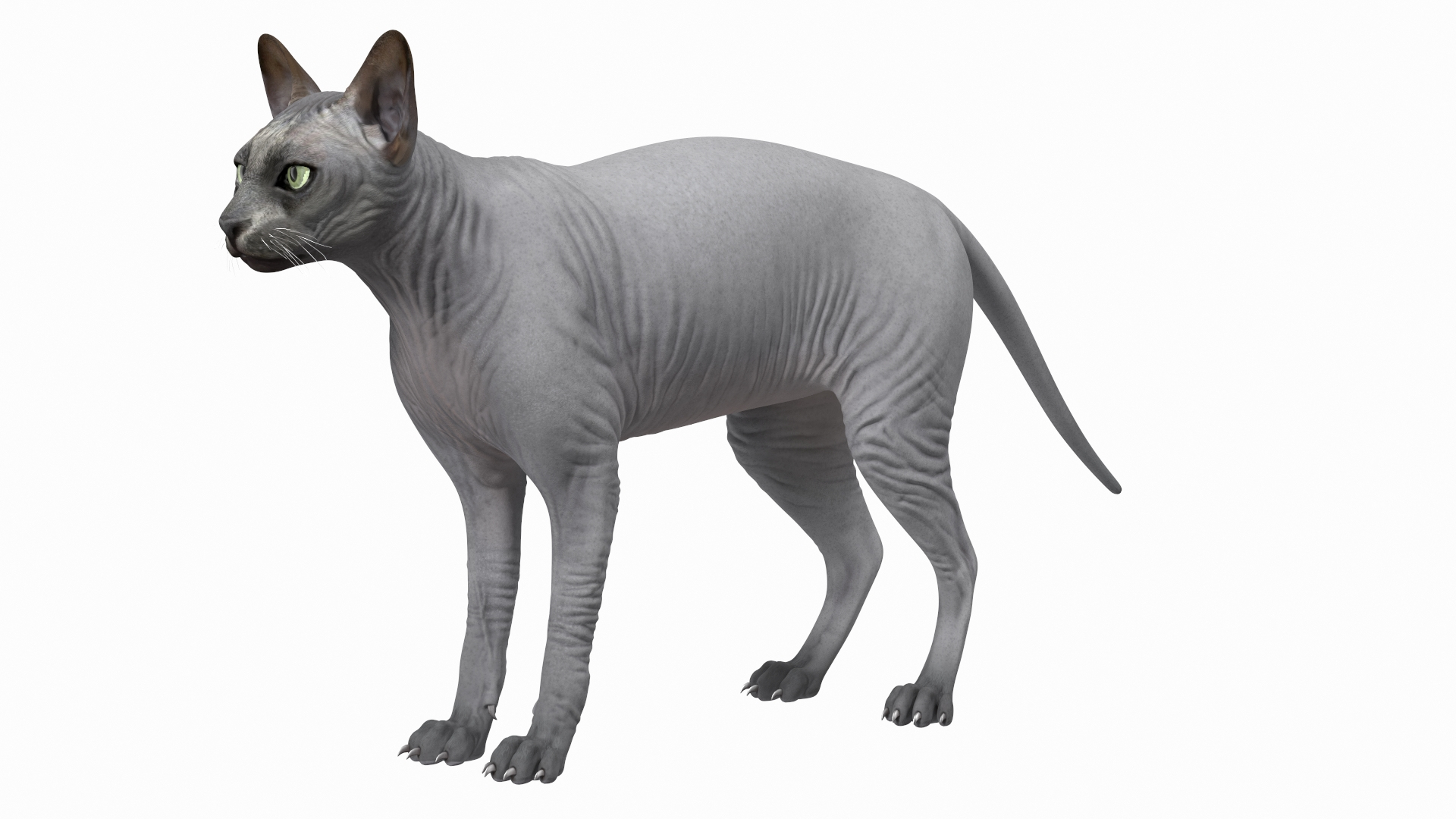 Gray Sphynx Cat