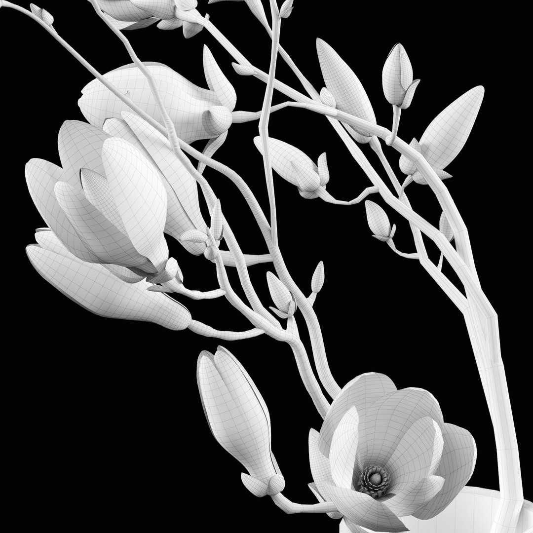 3d Model Bouquet Magnolia Flowers