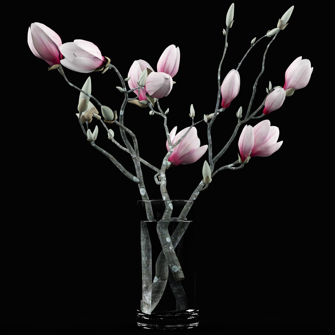 3d Model Bouquet Magnolia Flowers