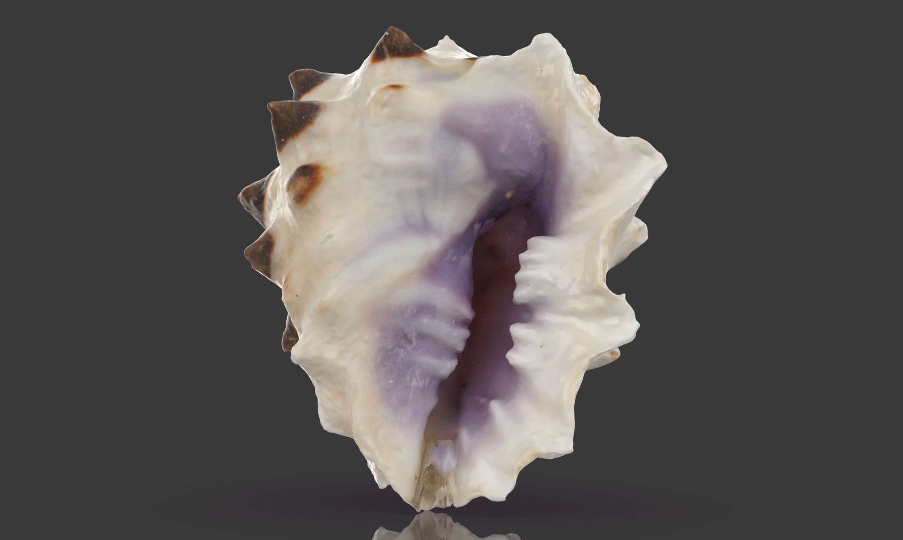 3D Drupa Morum Sea Shell - TurboSquid 2213902