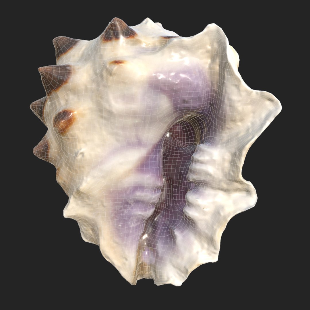 3D Drupa Morum Sea Shell - TurboSquid 2213902