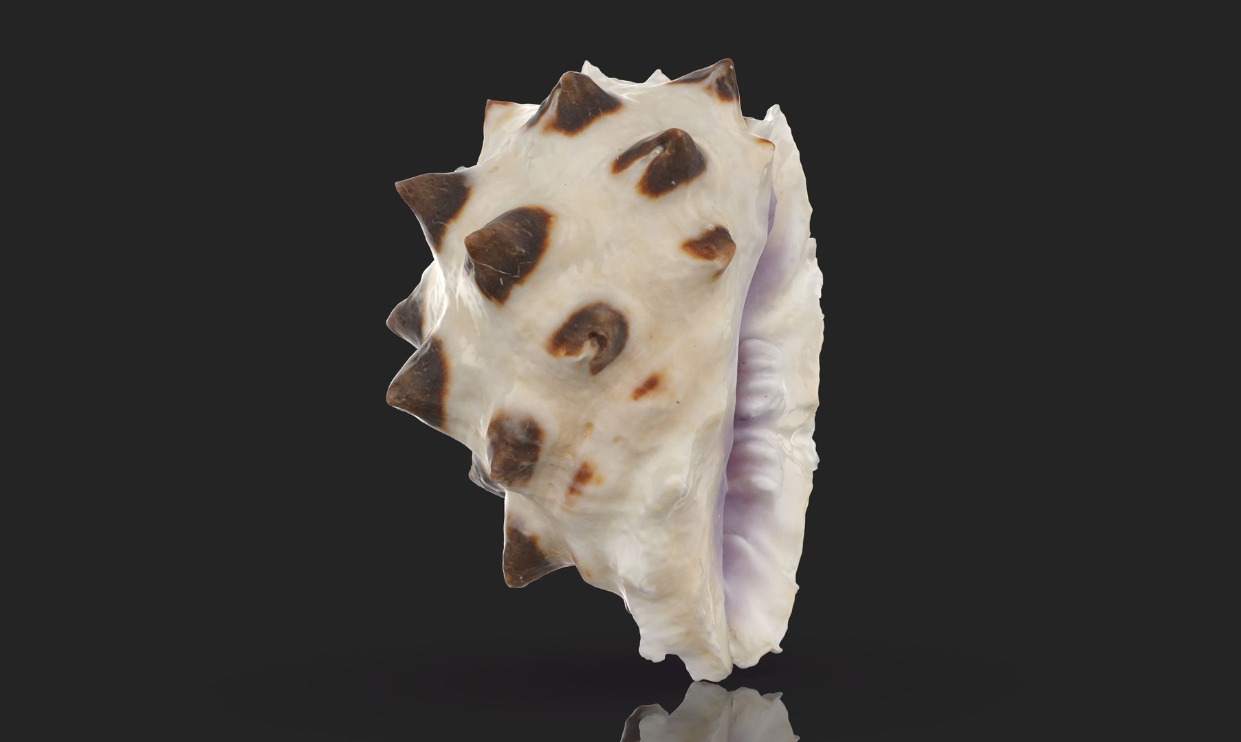 3D Drupa Morum Sea Shell - TurboSquid 2213902