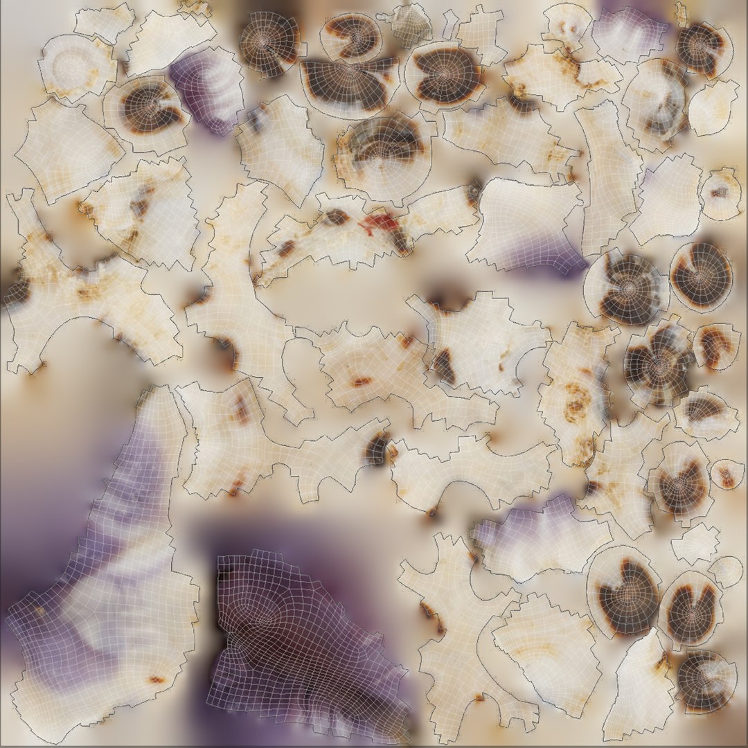 3D Drupa Morum Sea Shell - TurboSquid 2213902