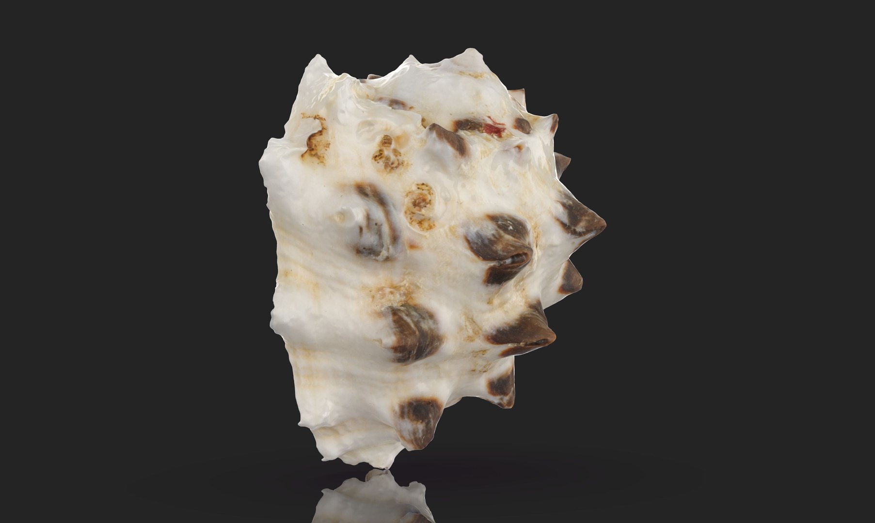 3D Drupa Morum Sea Shell - TurboSquid 2213902