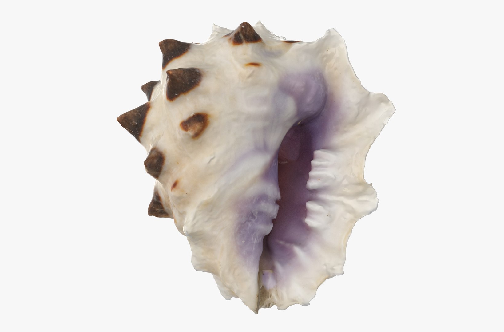 3D Drupa Morum Sea Shell - TurboSquid 2213902