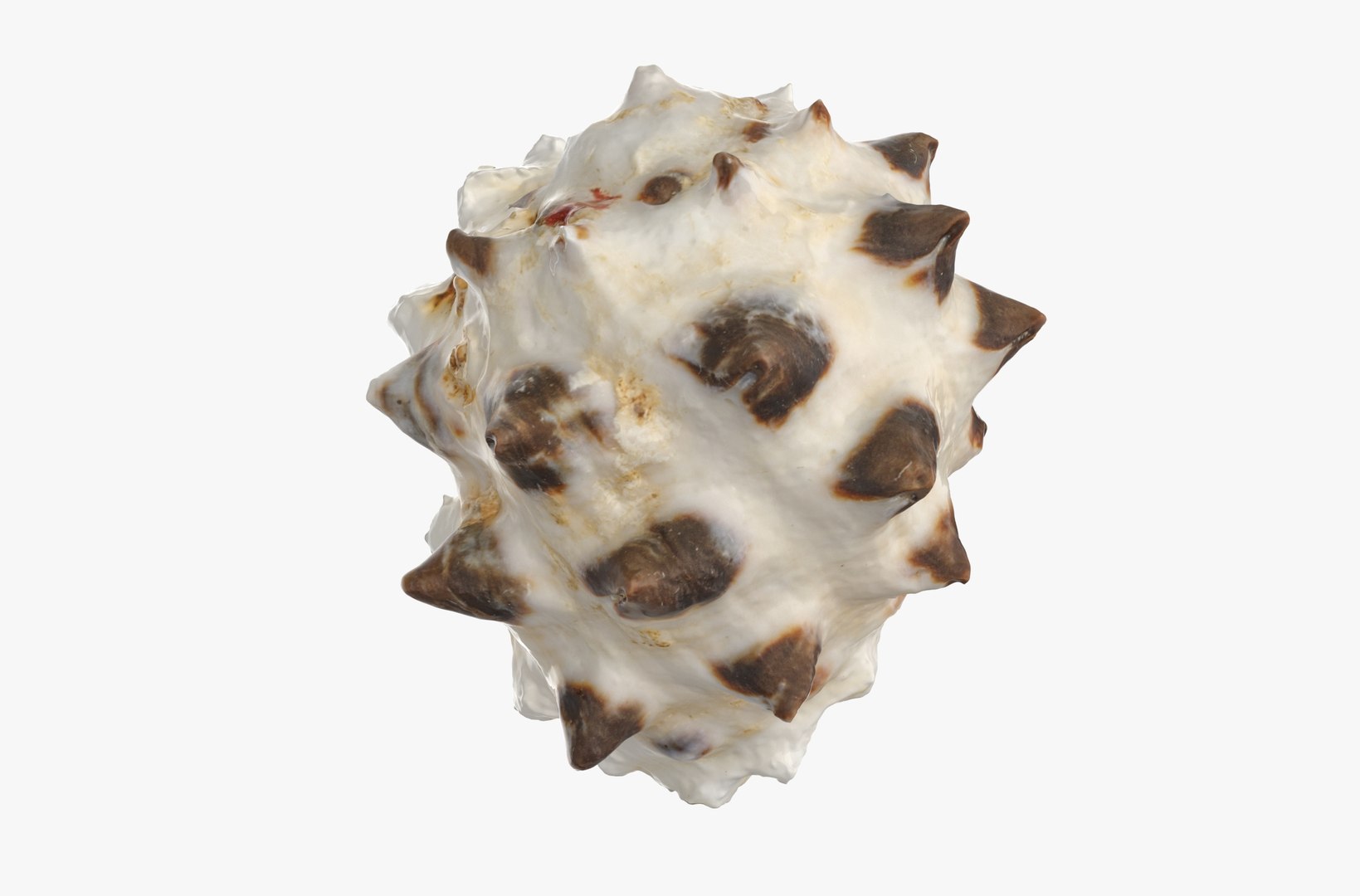 3D Drupa Morum Sea Shell - TurboSquid 2213902