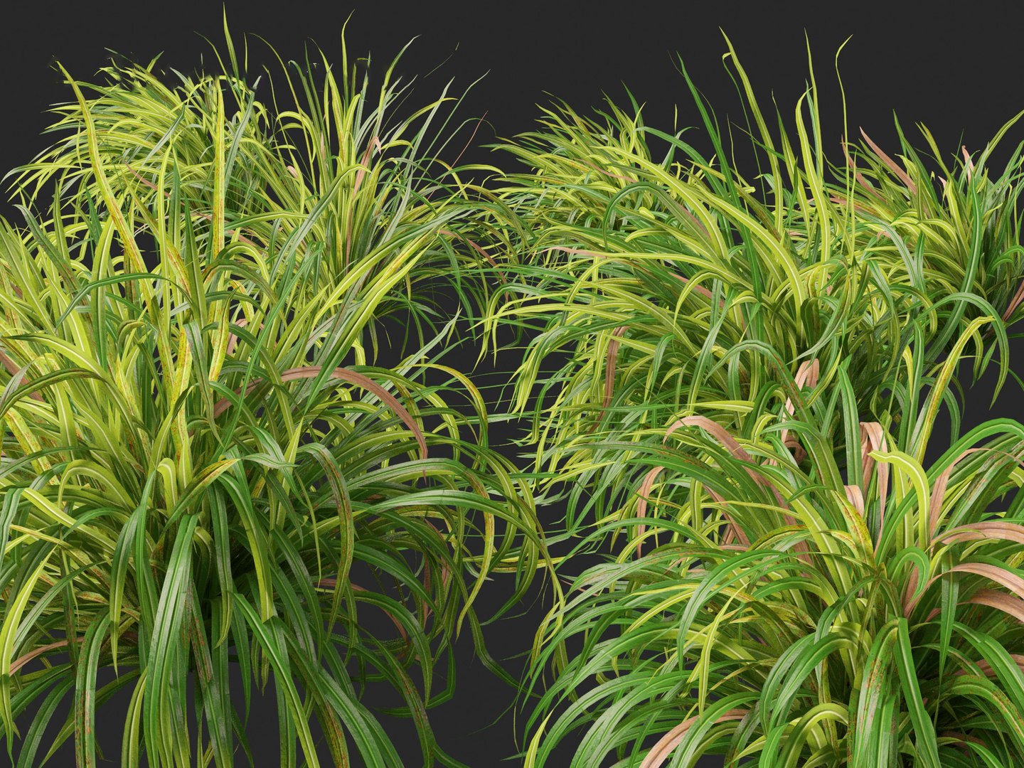 Cymbopogon Citratus - Lemongrass 01 Model - TurboSquid 2113604