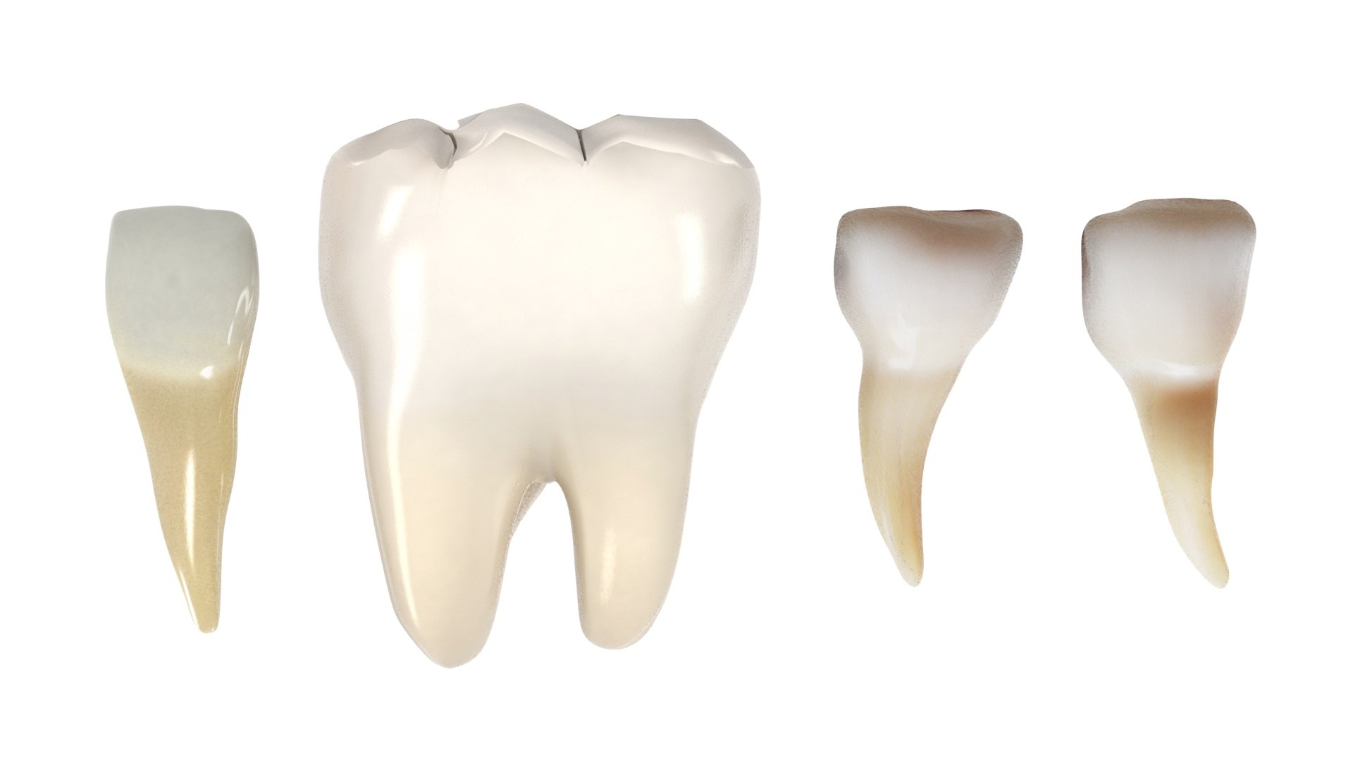3D Human Teeths Set Model - TurboSquid 1922252
