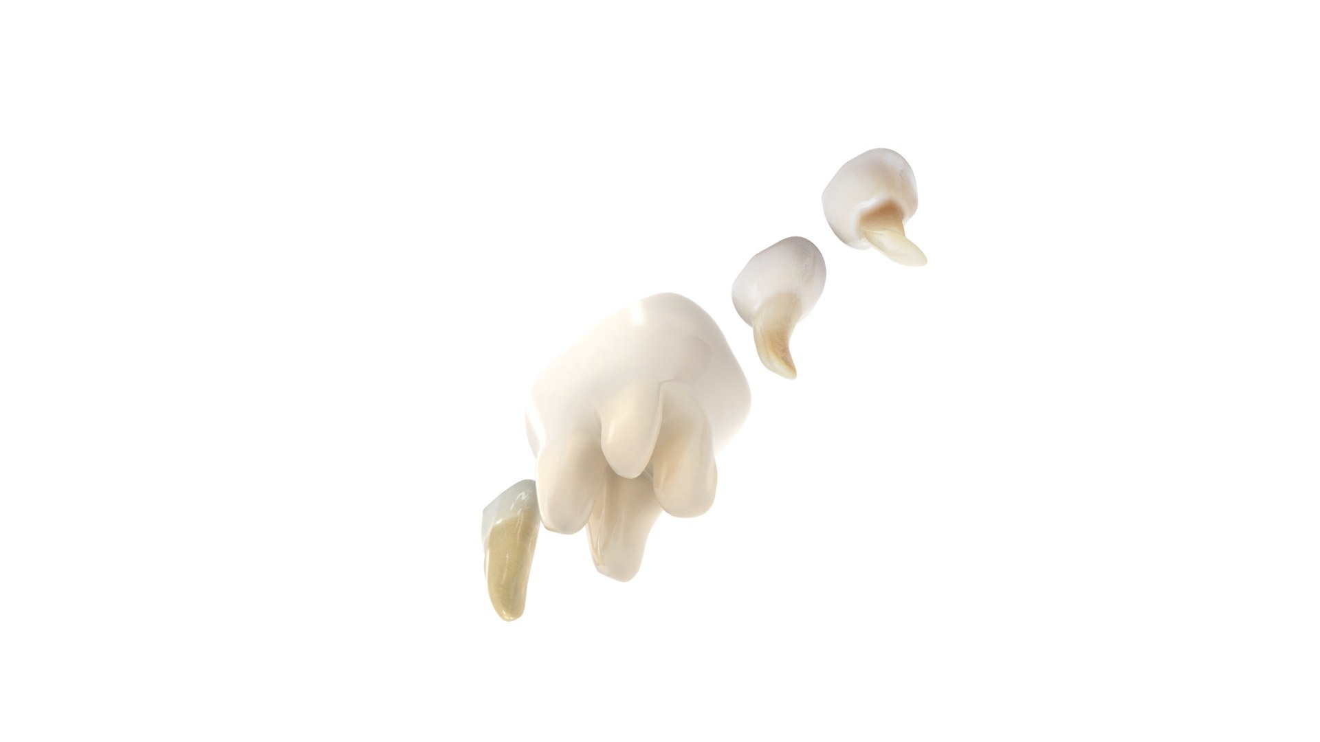 3D Human Teeths Set model - TurboSquid 1922252