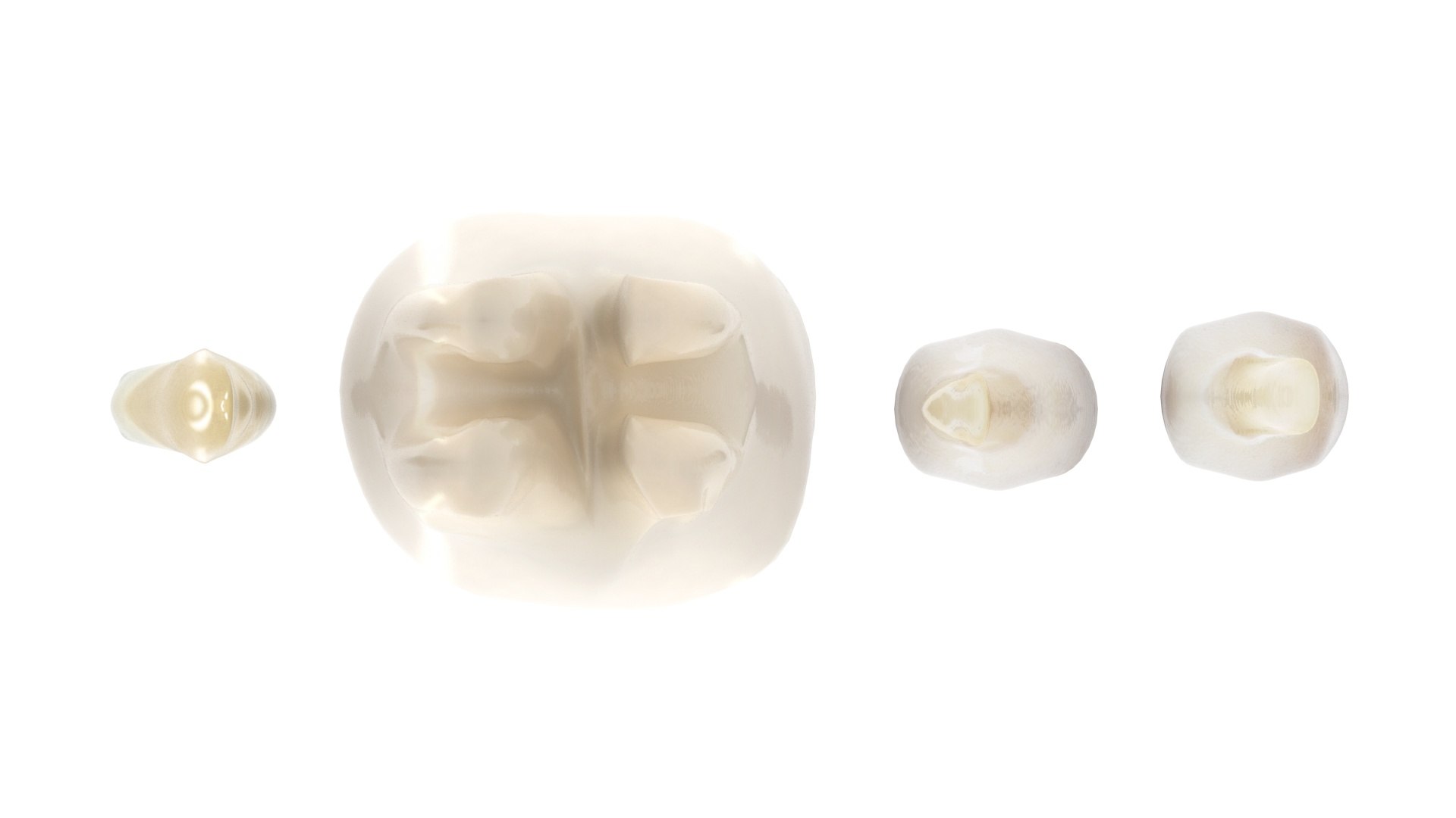 3D Human Teeths Set Model - TurboSquid 1922252