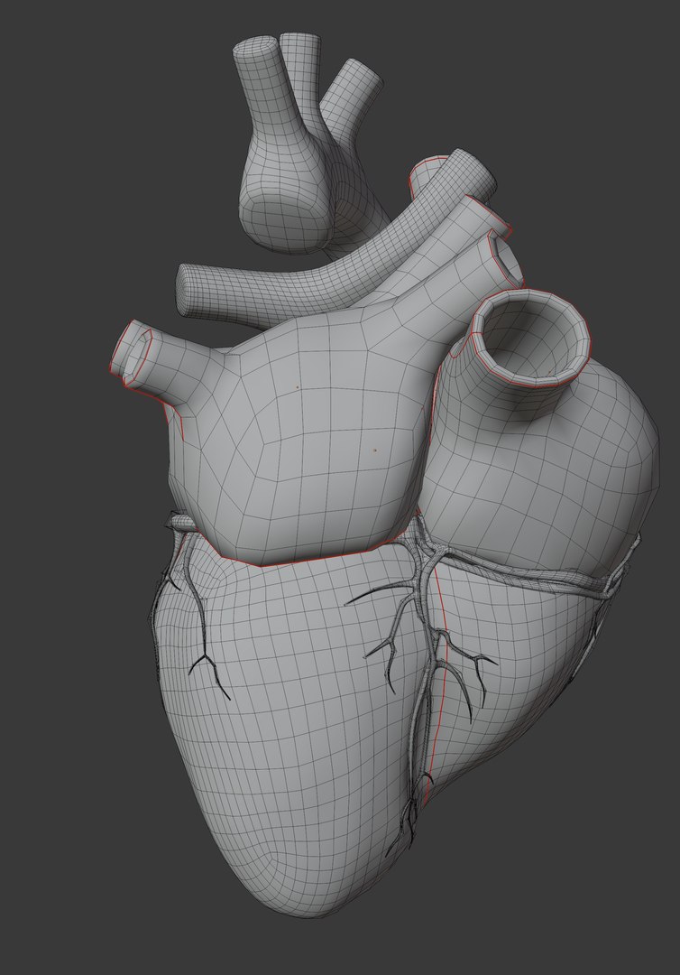 Heart Anatomy 3D - TurboSquid 1681087