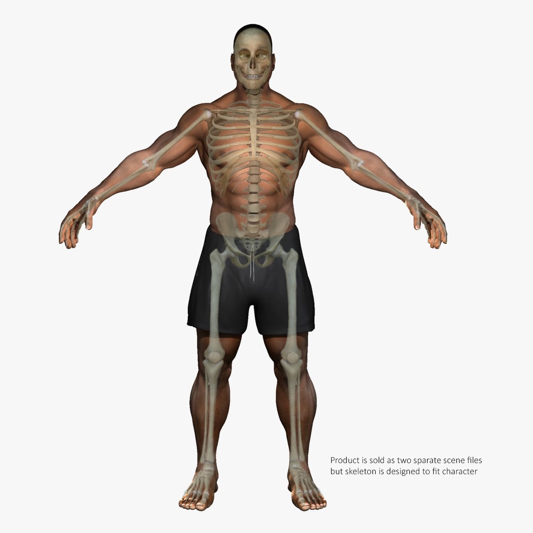 3d African American Skeleton Body Model