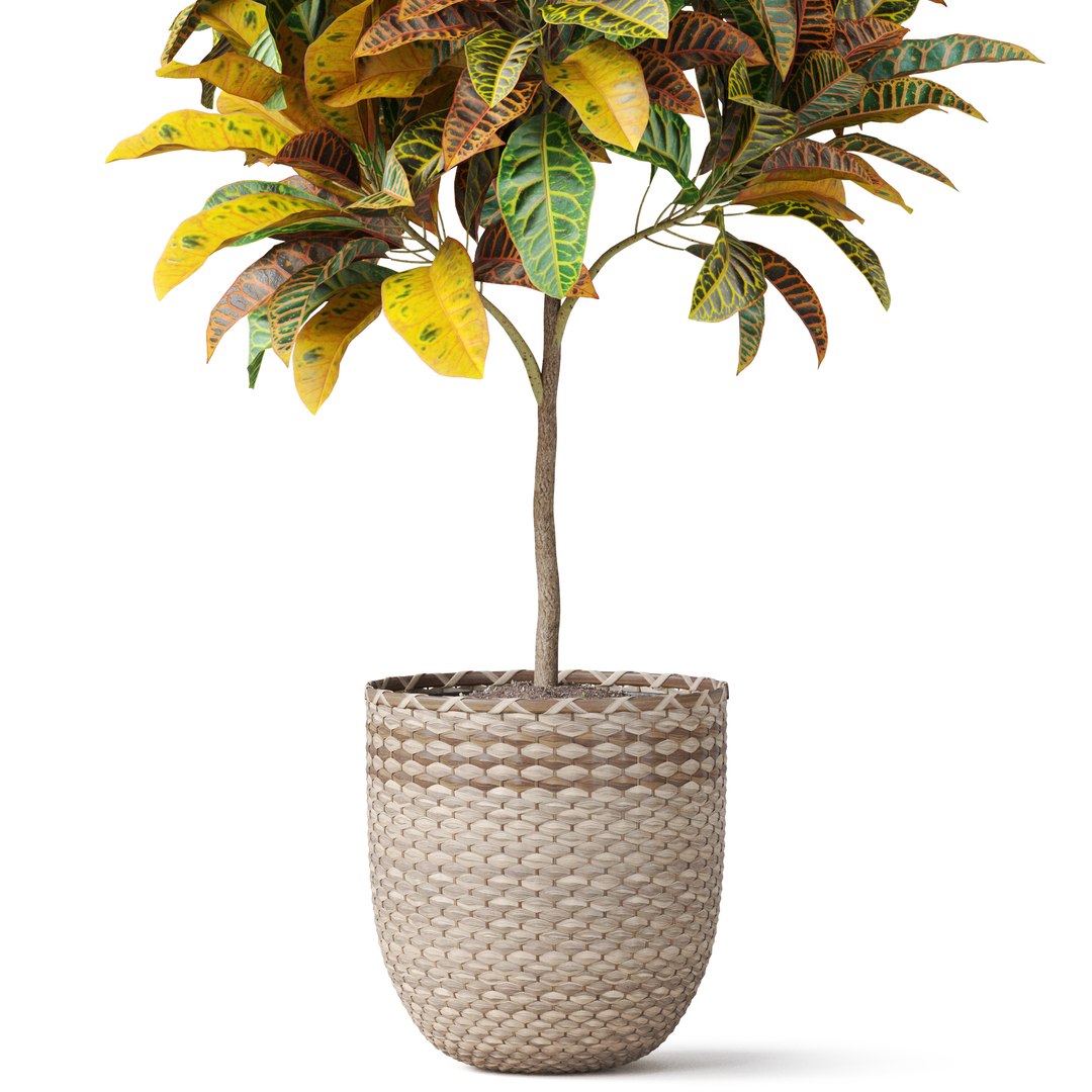Plants collection 811 model - TurboSquid 1963692