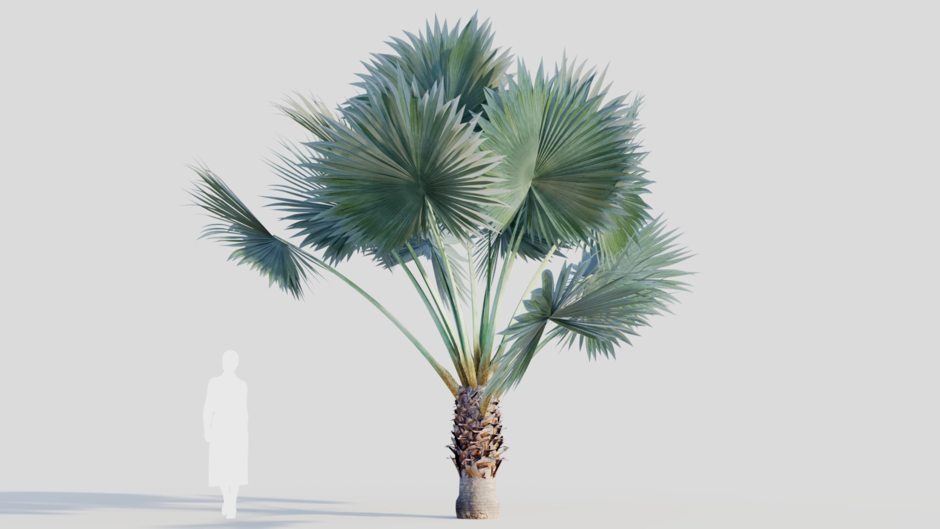 Bismarckia Nobilis B 3D - TurboSquid 2216573