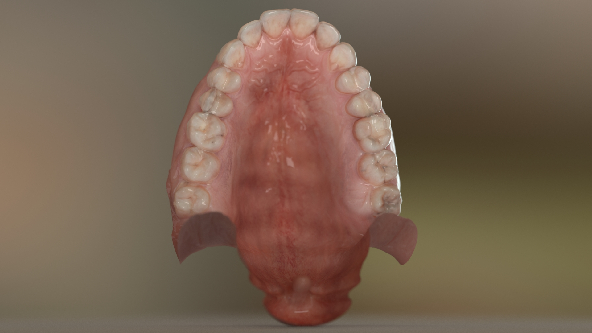 Dentures C 3D Model - TurboSquid 1791044