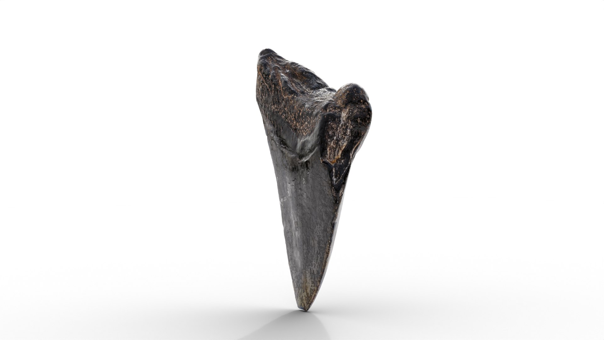 Megalodon Tooth Model - TurboSquid 2216005