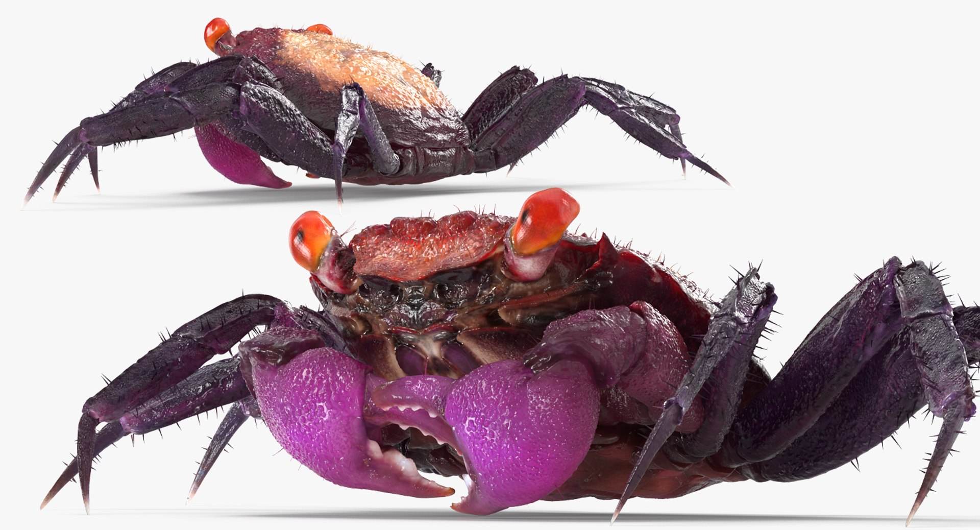 purple vampire crab geosesarma 3d model