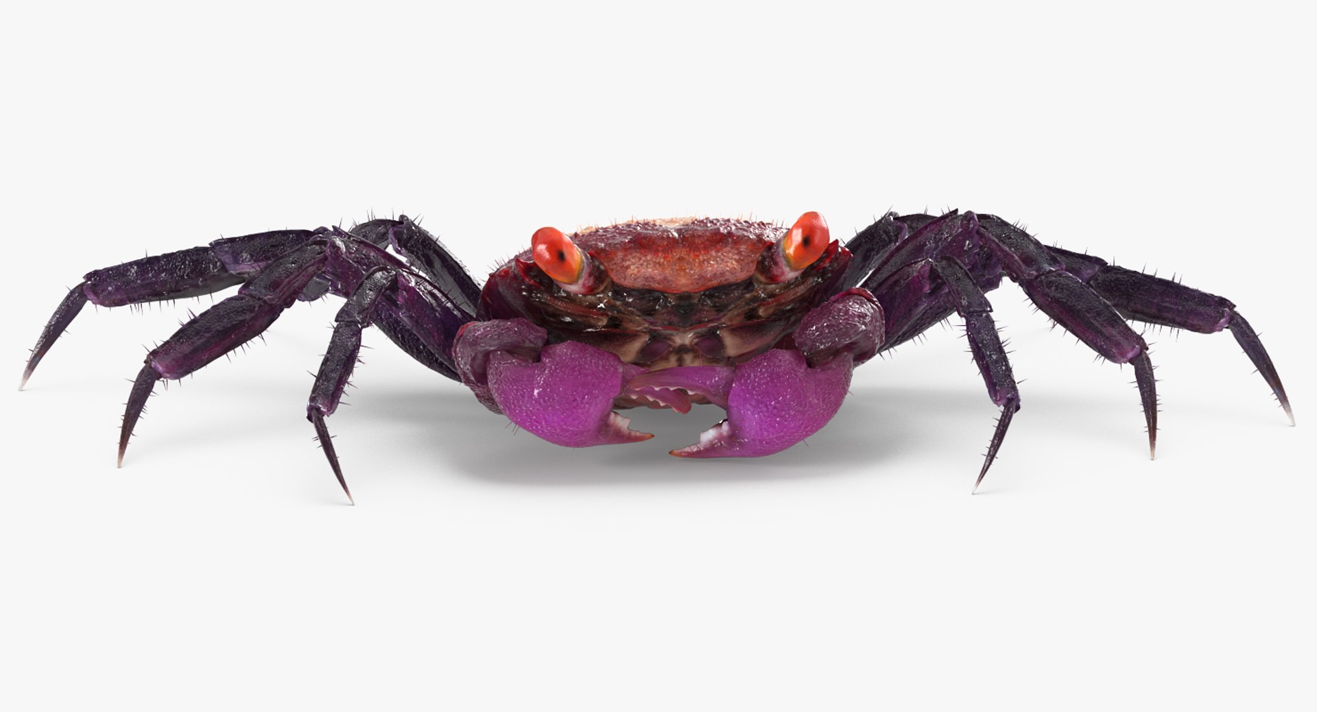purple vampire crab geosesarma 3d model
