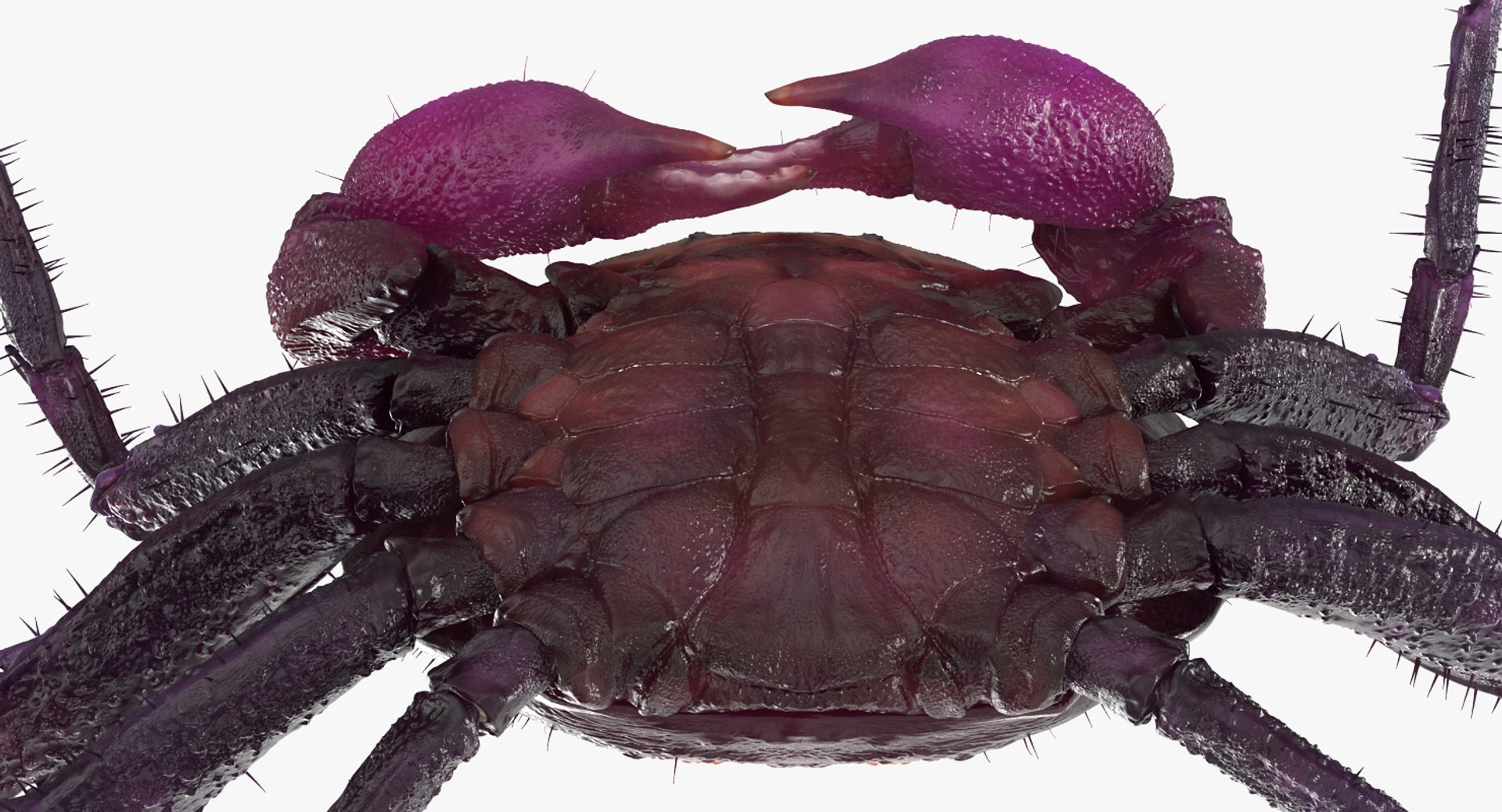 purple vampire crab geosesarma 3d model