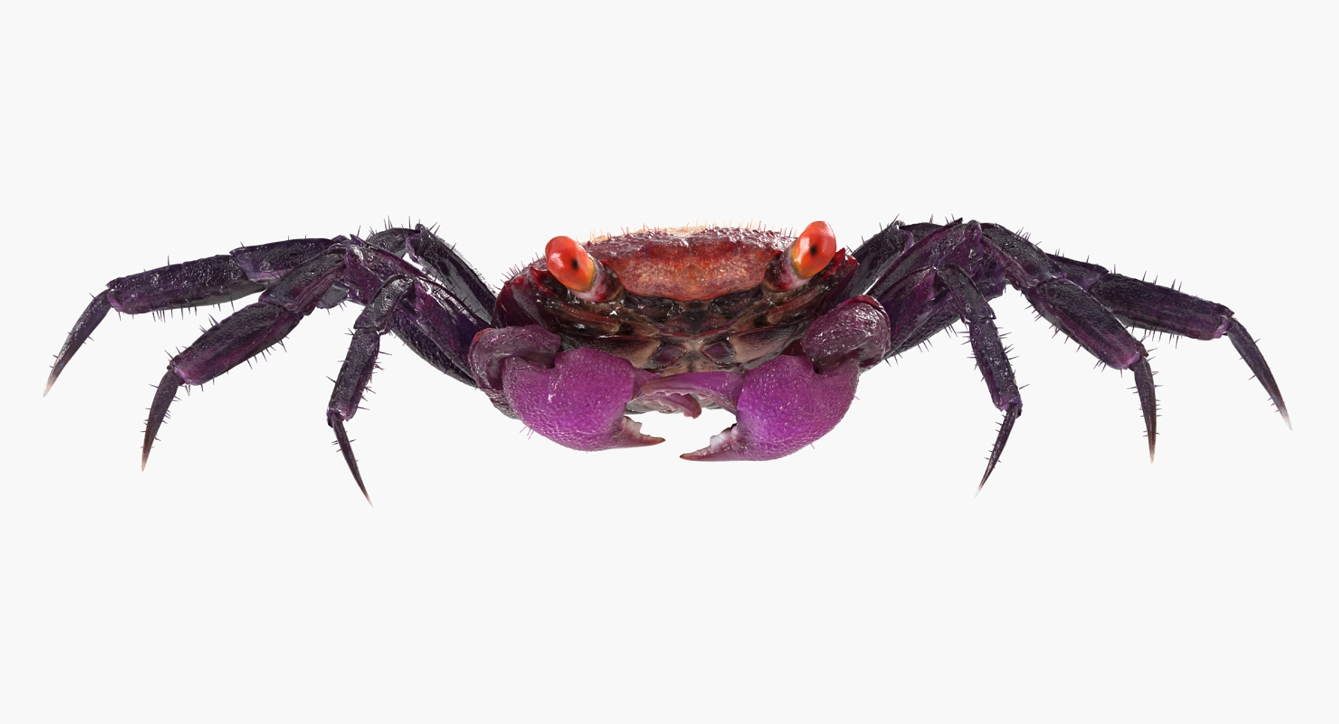 purple vampire crab geosesarma 3d model