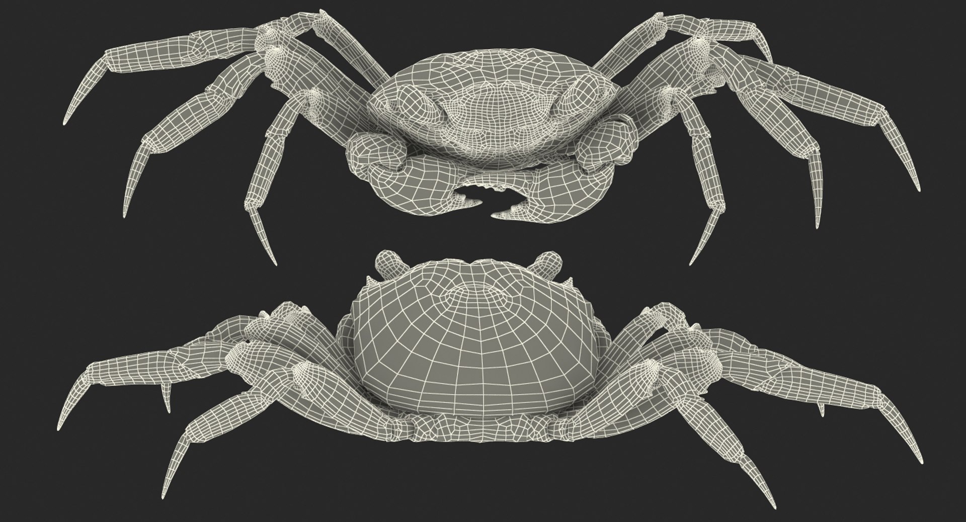 purple vampire crab geosesarma 3d model