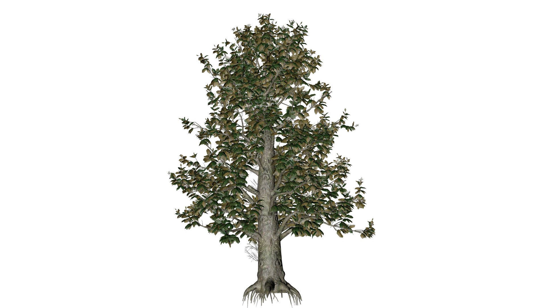 Southern Magnolia Tree - 01 - 3D Model - TurboSquid 2377815