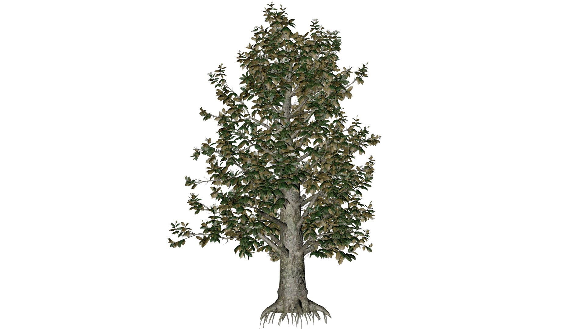 Southern Magnolia Tree - 01 - 3D Model - TurboSquid 2377815
