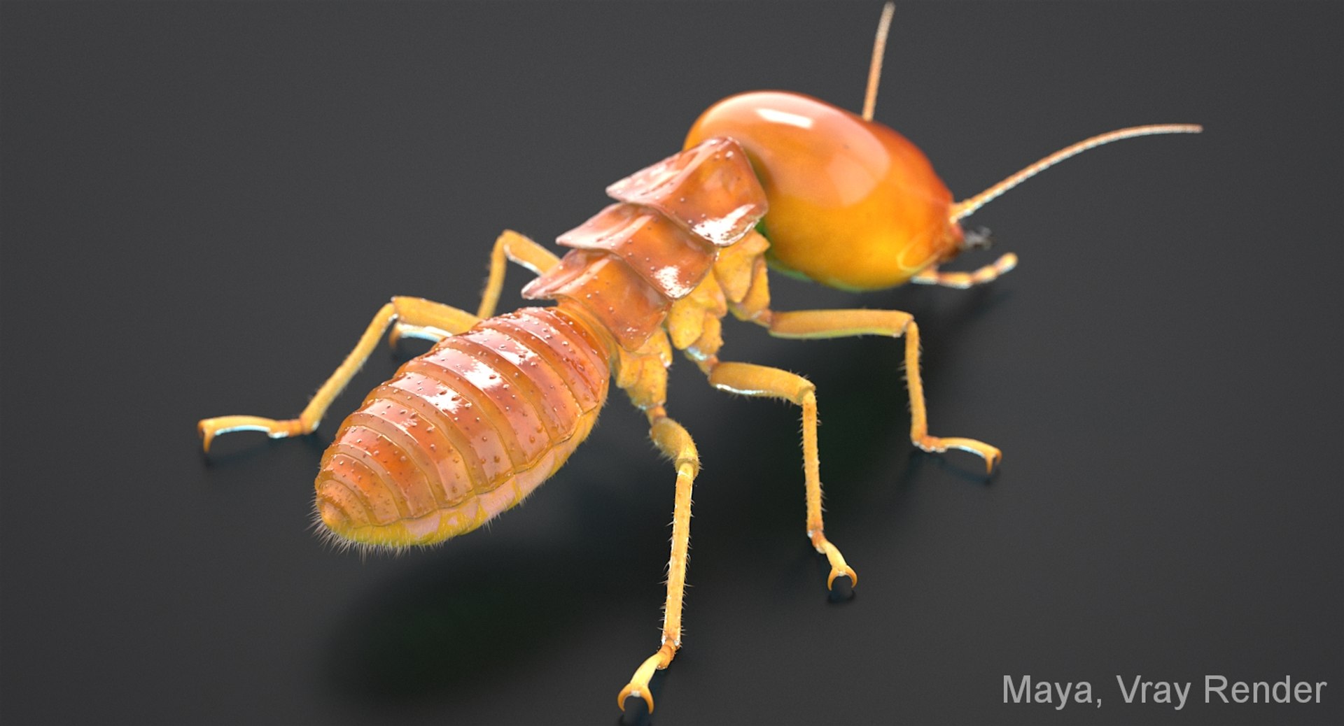 Realistic termite real 3D - TurboSquid 1353078