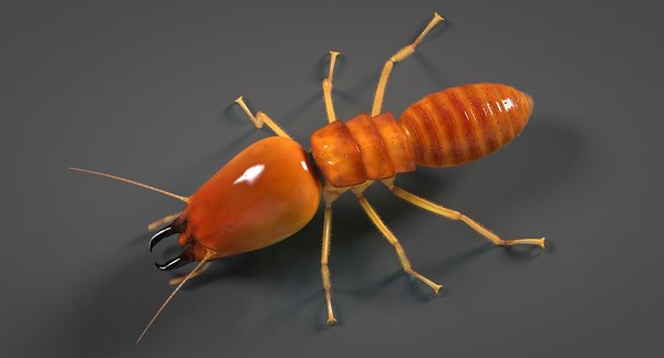 Realistic termite real 3D - TurboSquid 1353078