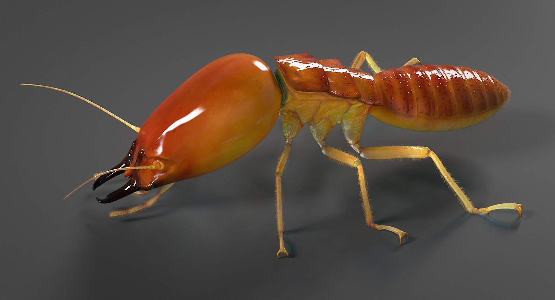Realistic Termite Real 3D - TurboSquid 1353078