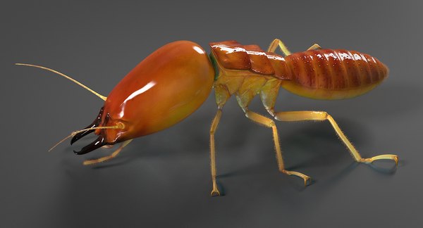 Realistic termite real 3D - TurboSquid 1353078