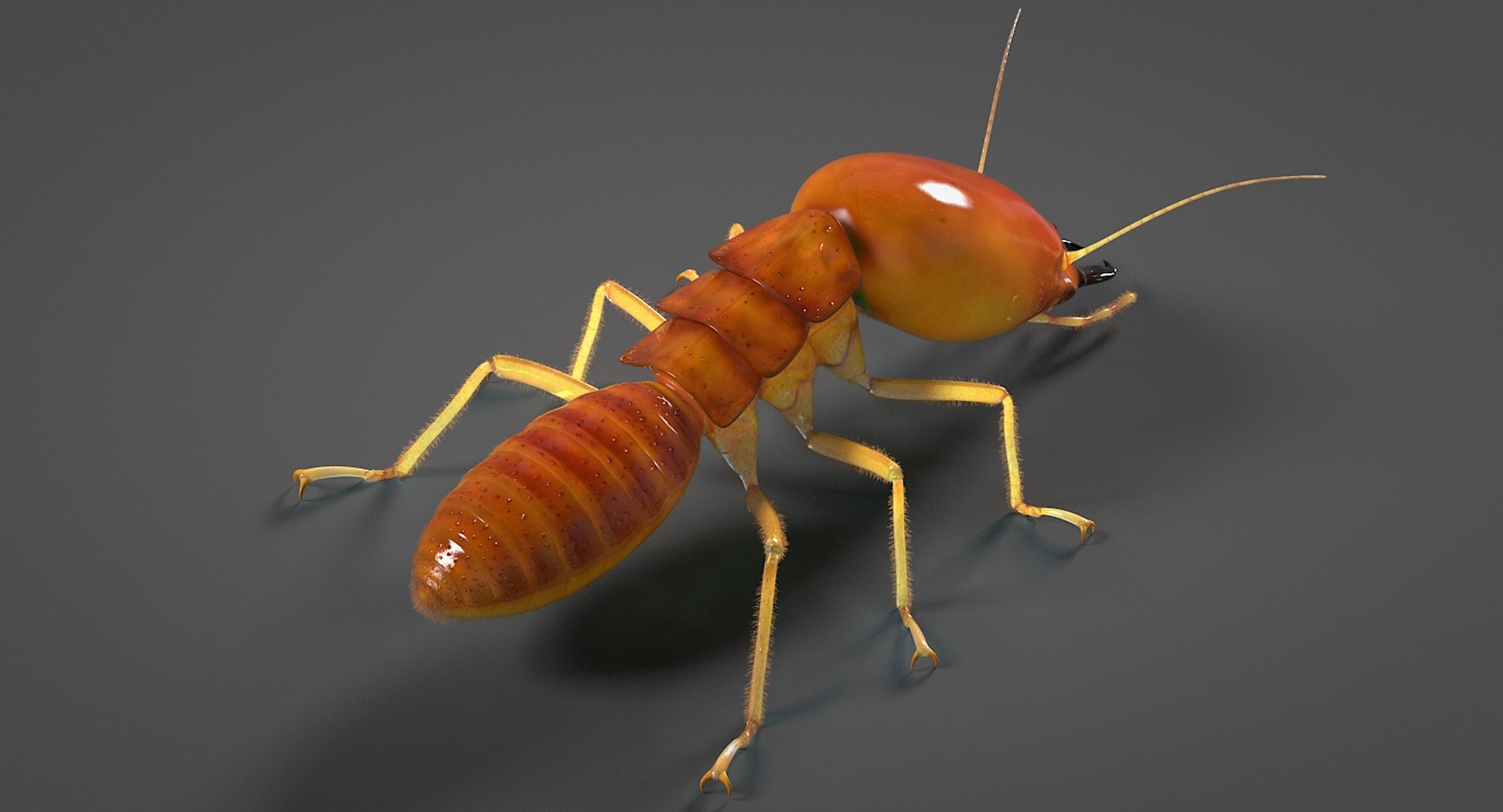 Realistic Termite Real 3D - TurboSquid 1353078