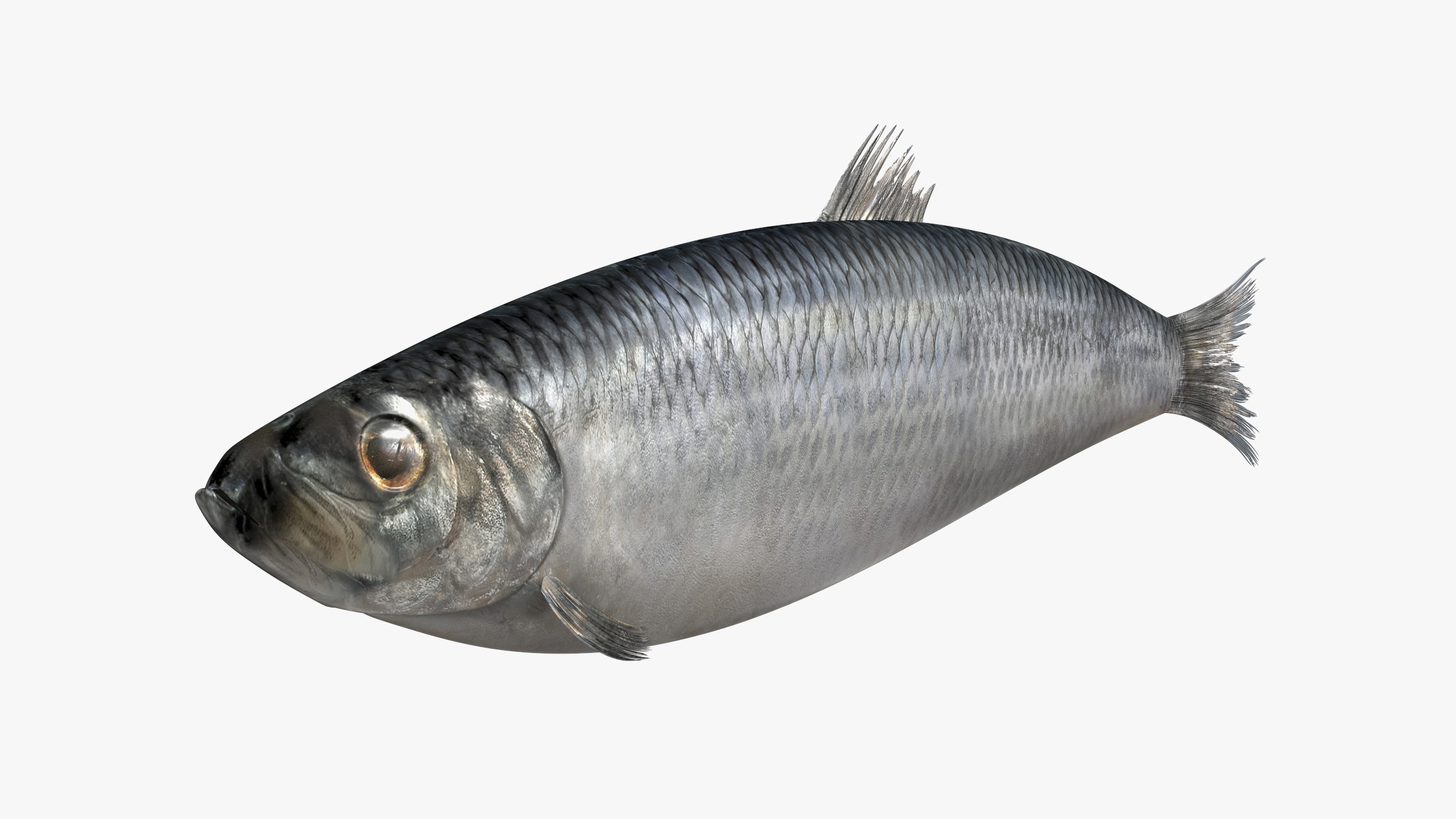 modelo 3d Arenque del Atlántico realista preparado para Maya ...