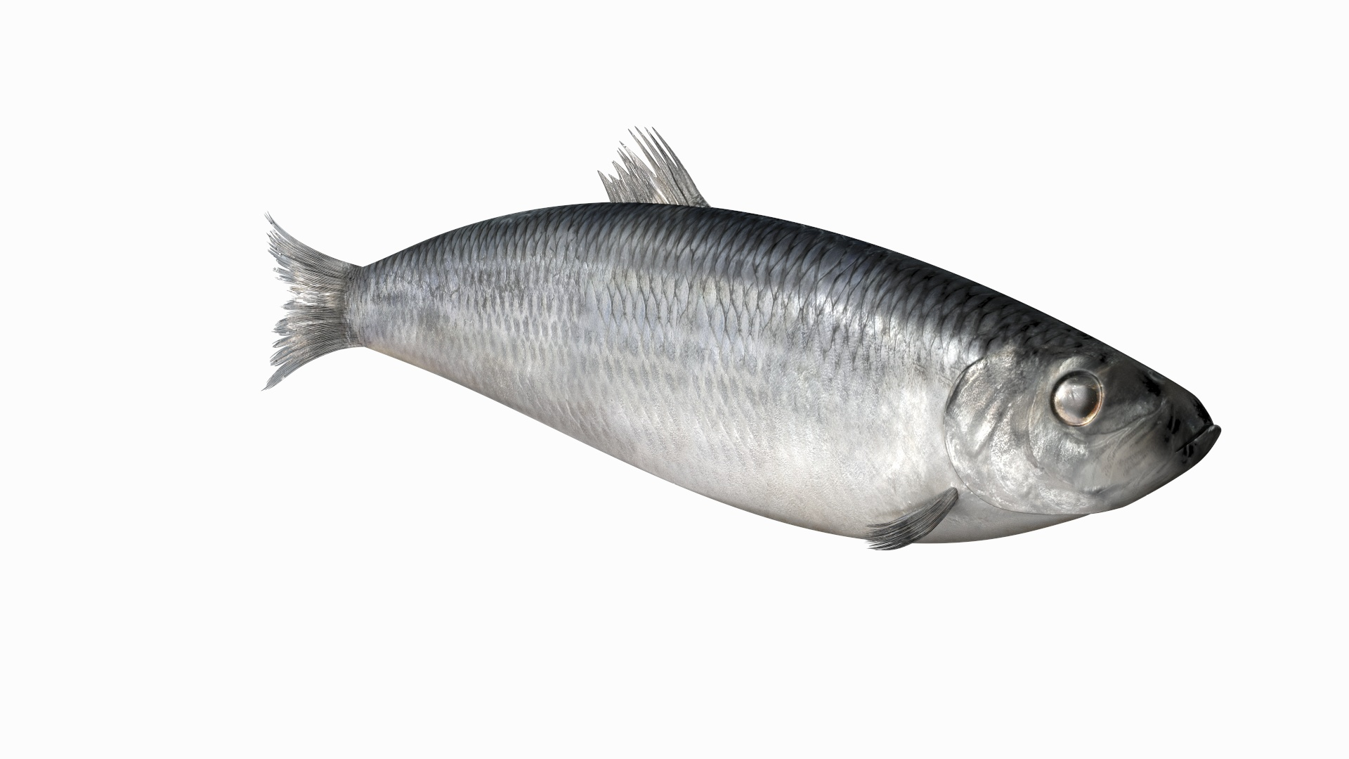 3D Realistic Atlantic Herring Rigged For Maya - TurboSquid 2230314