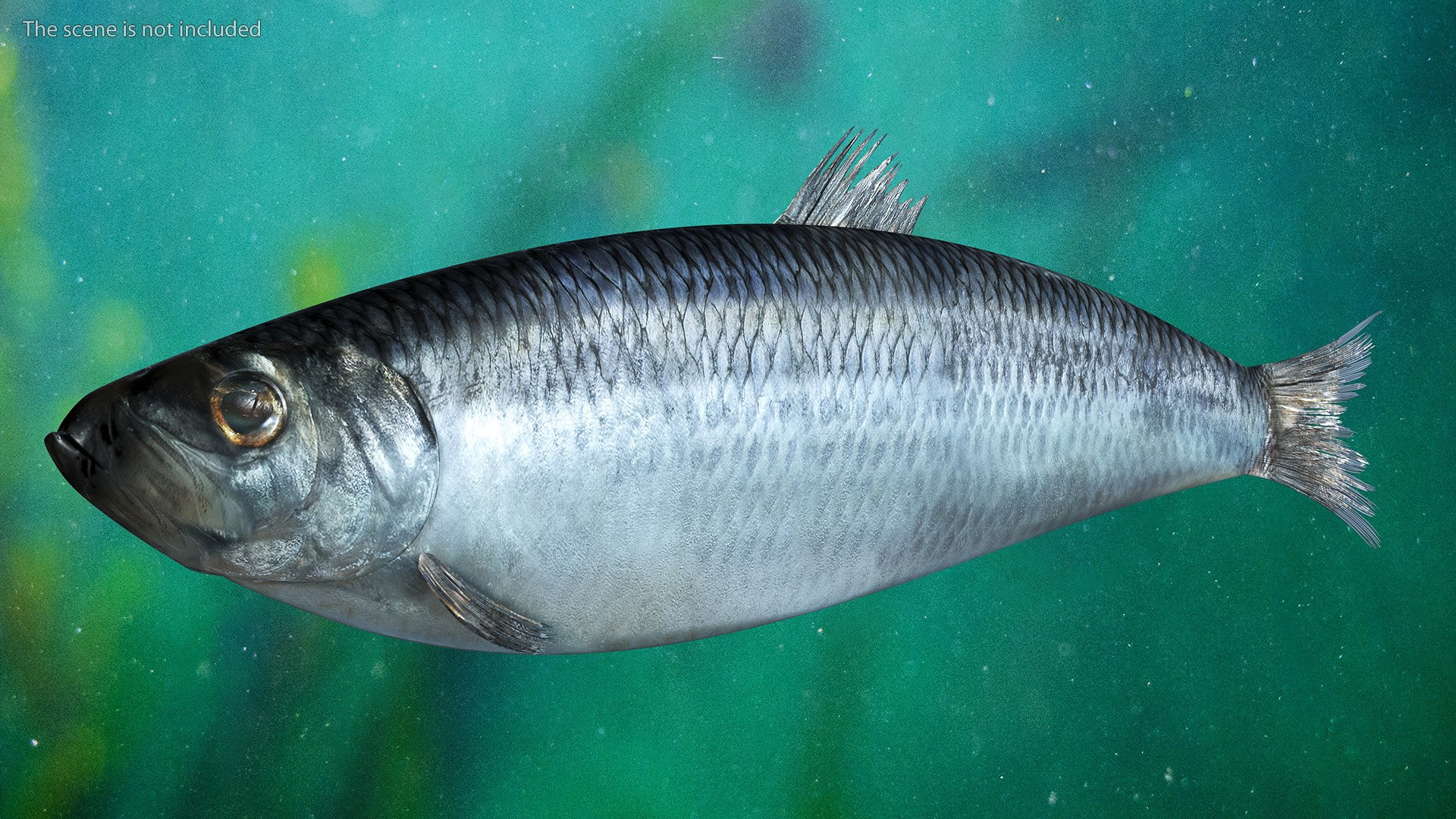 3D Realistic Atlantic Herring Rigged For Maya - TurboSquid 2230314