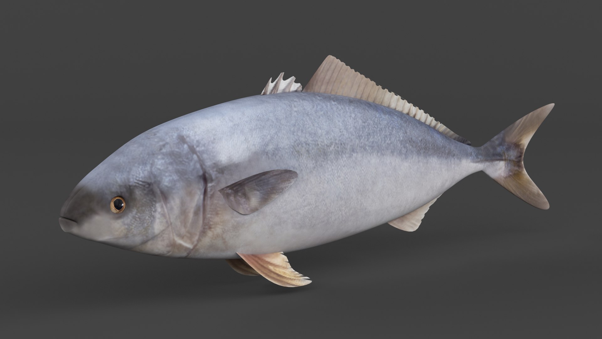 Tuna Fish 3D Model - TurboSquid 2252465