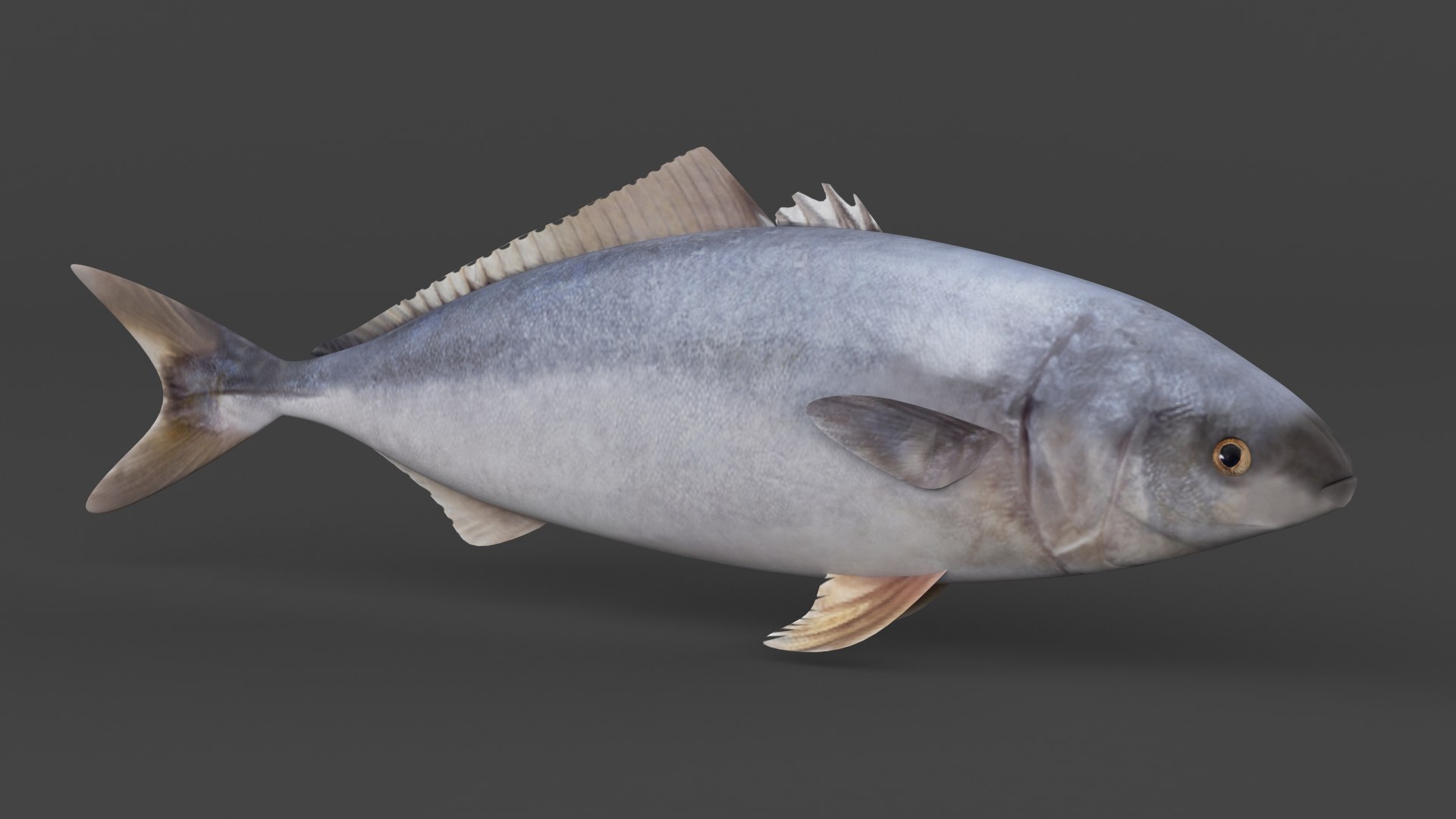 Tuna Fish 3D Model - TurboSquid 2252465