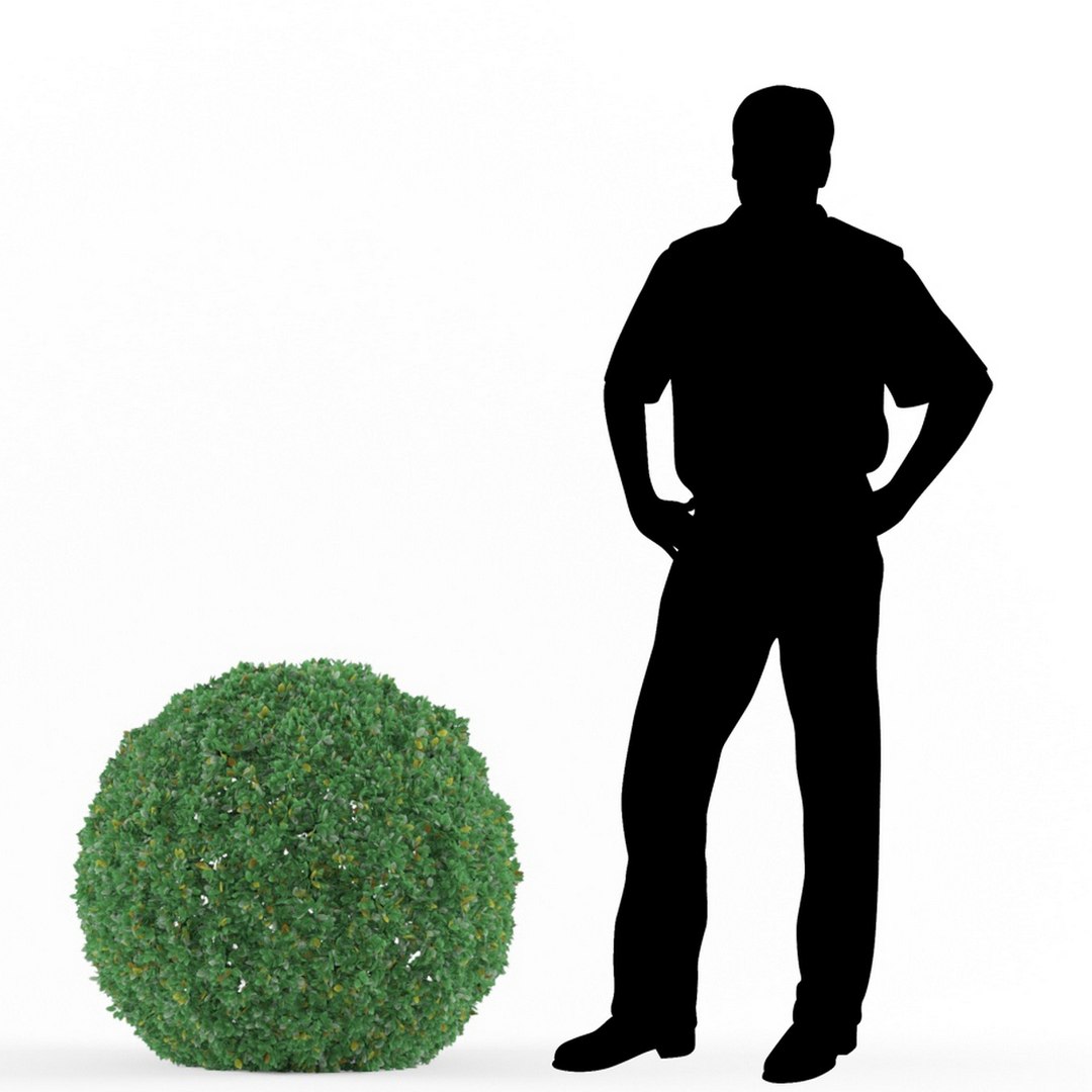 Set Boxwood Model - TurboSquid 1459679